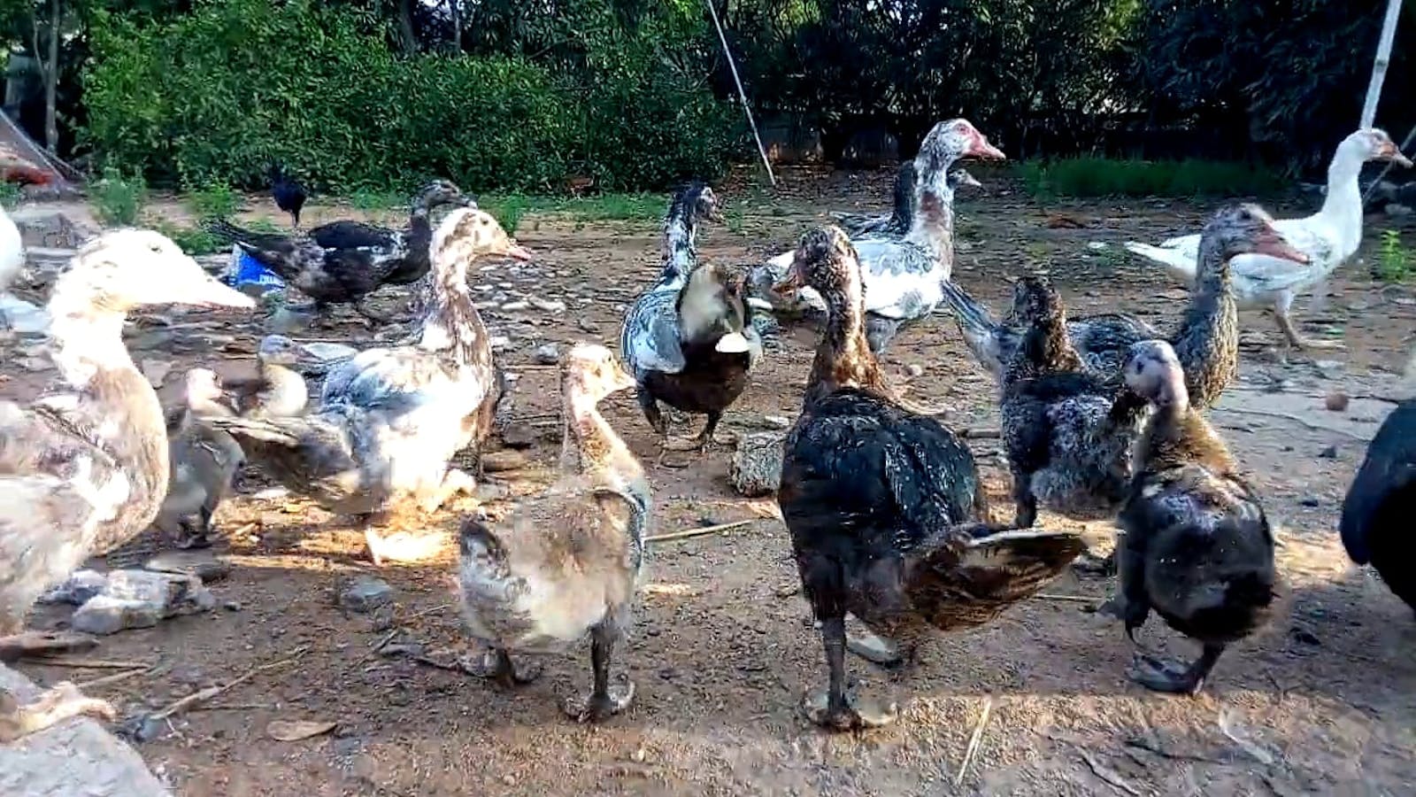 Animals Video Free Videos, Download The BEST Free 4k Stock Video ...