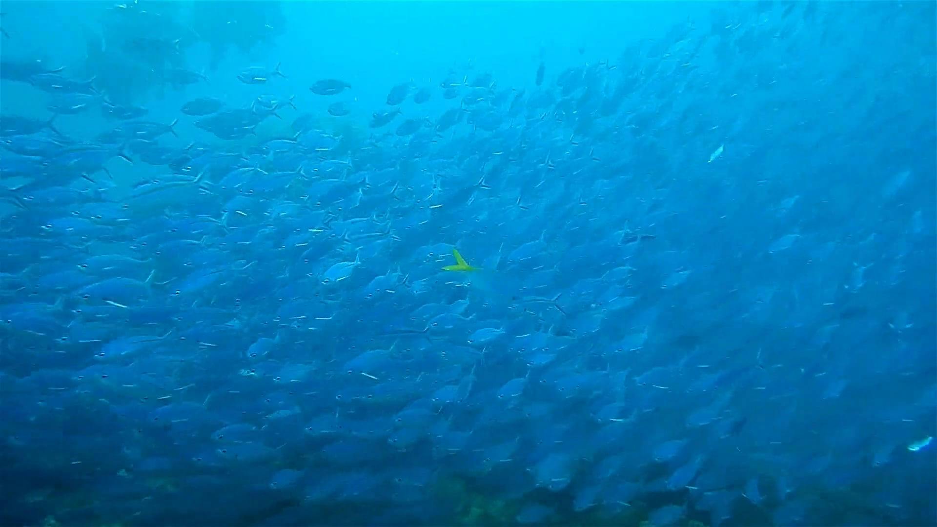 Video Of Fishes Underwater Free Stock Video Footage, Royalty-Free 4K ...