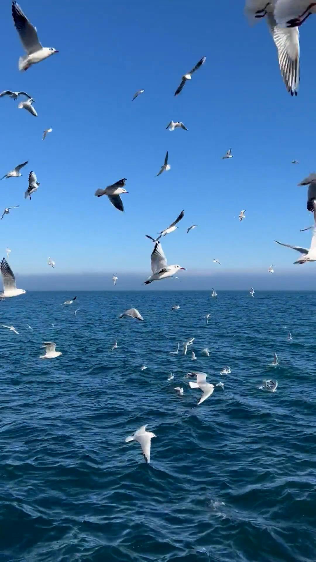 Birds Flying over Sea Free Stock Video Footage, Royalty-Free 4K & HD ...