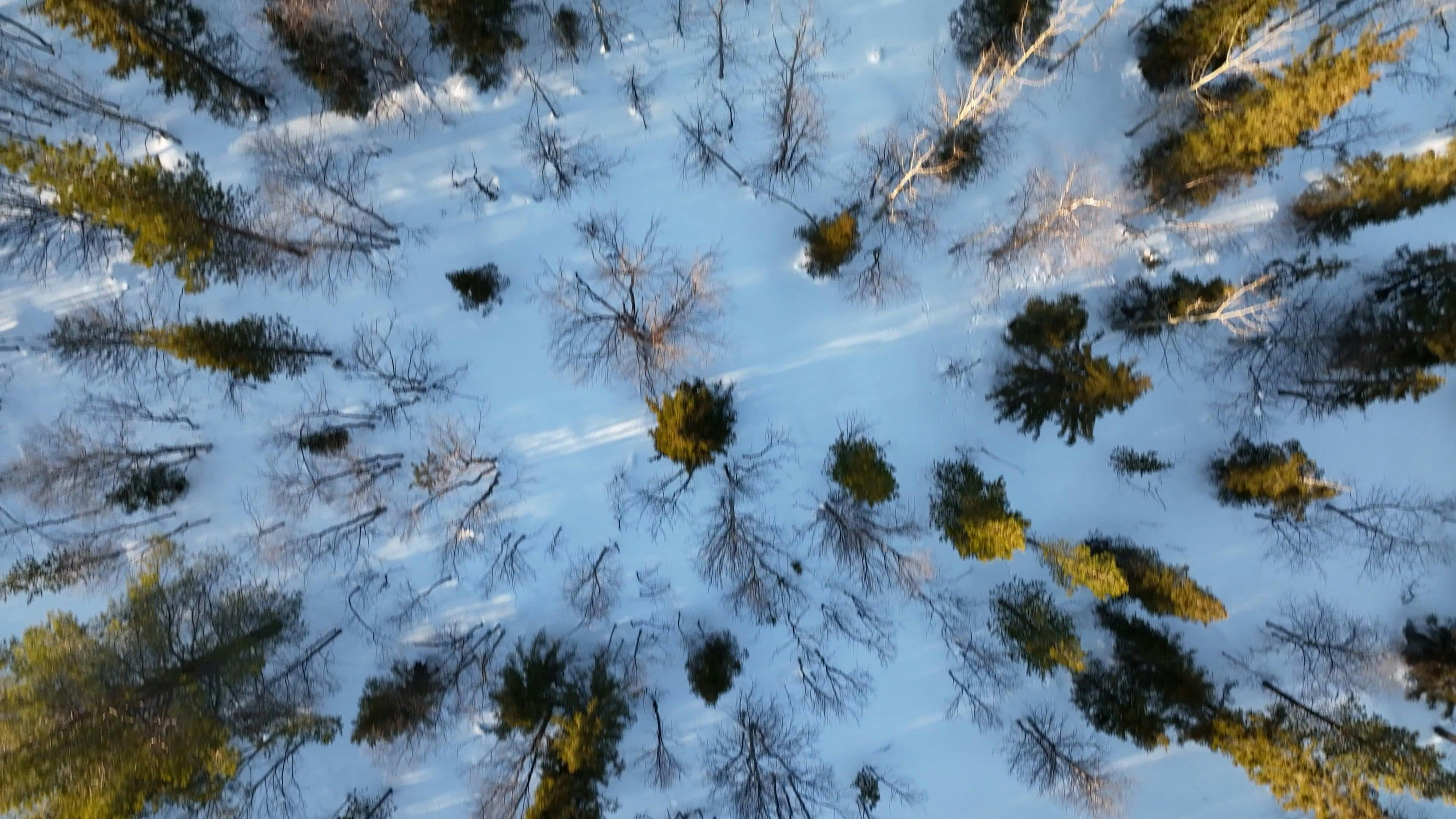 Top View of Different Types of Trees in a Winter Forest Free Stock ...
