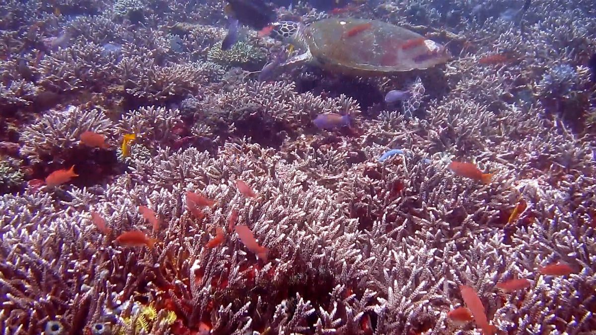 Coral Reef Videos, Download The BEST Free 4k Stock Video Footage ...