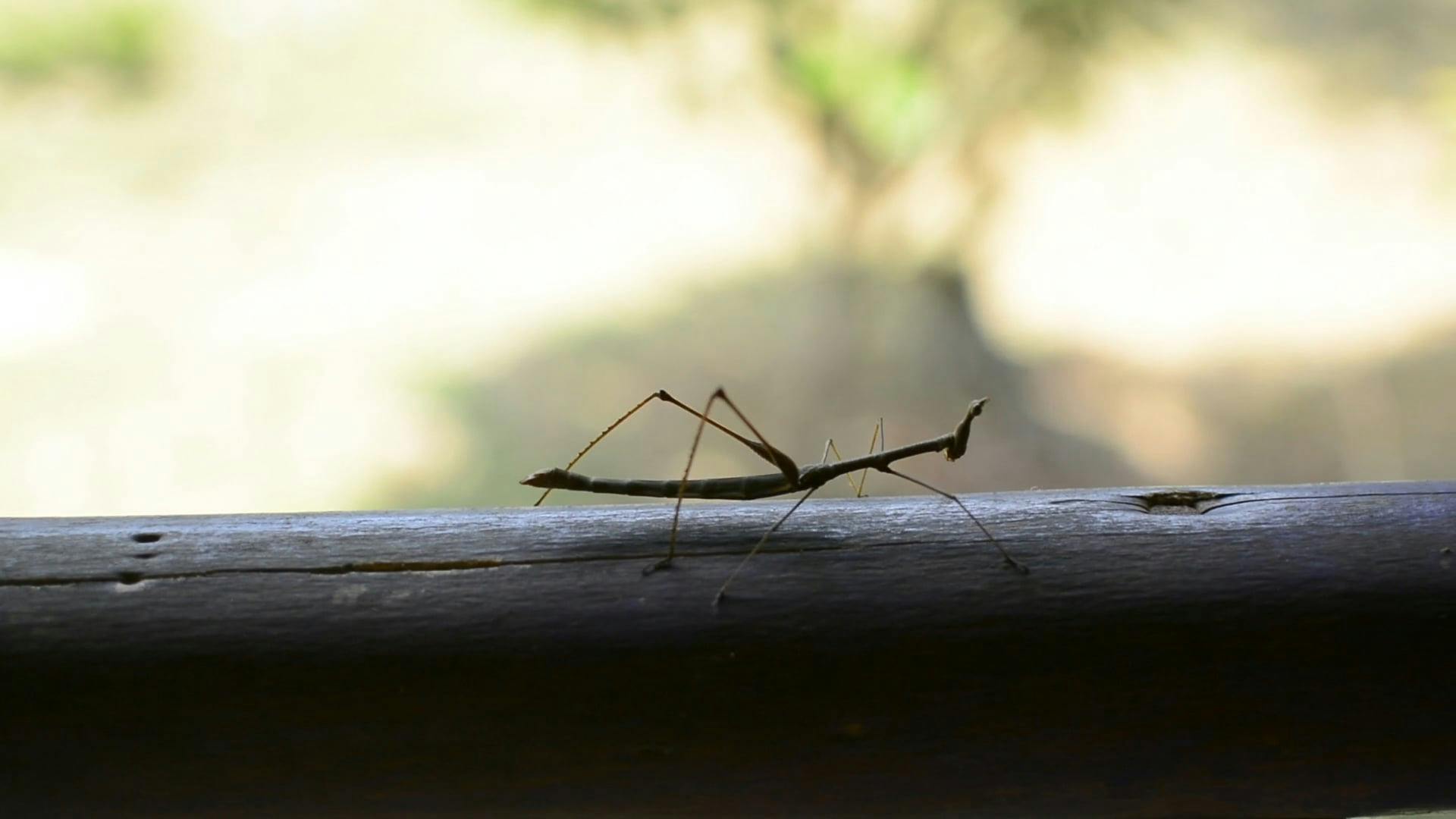 Close up Video Of Stick Mantis · Free Stock Video