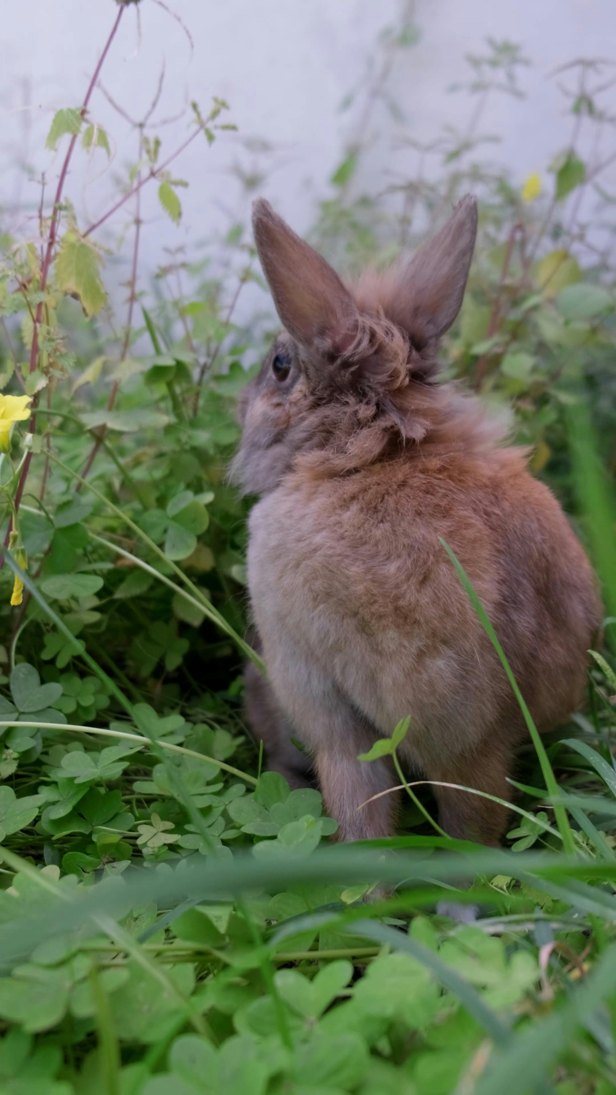 Rabbits Resting On A Pot With A Plant Free Stock Video Footage, Royalty ...