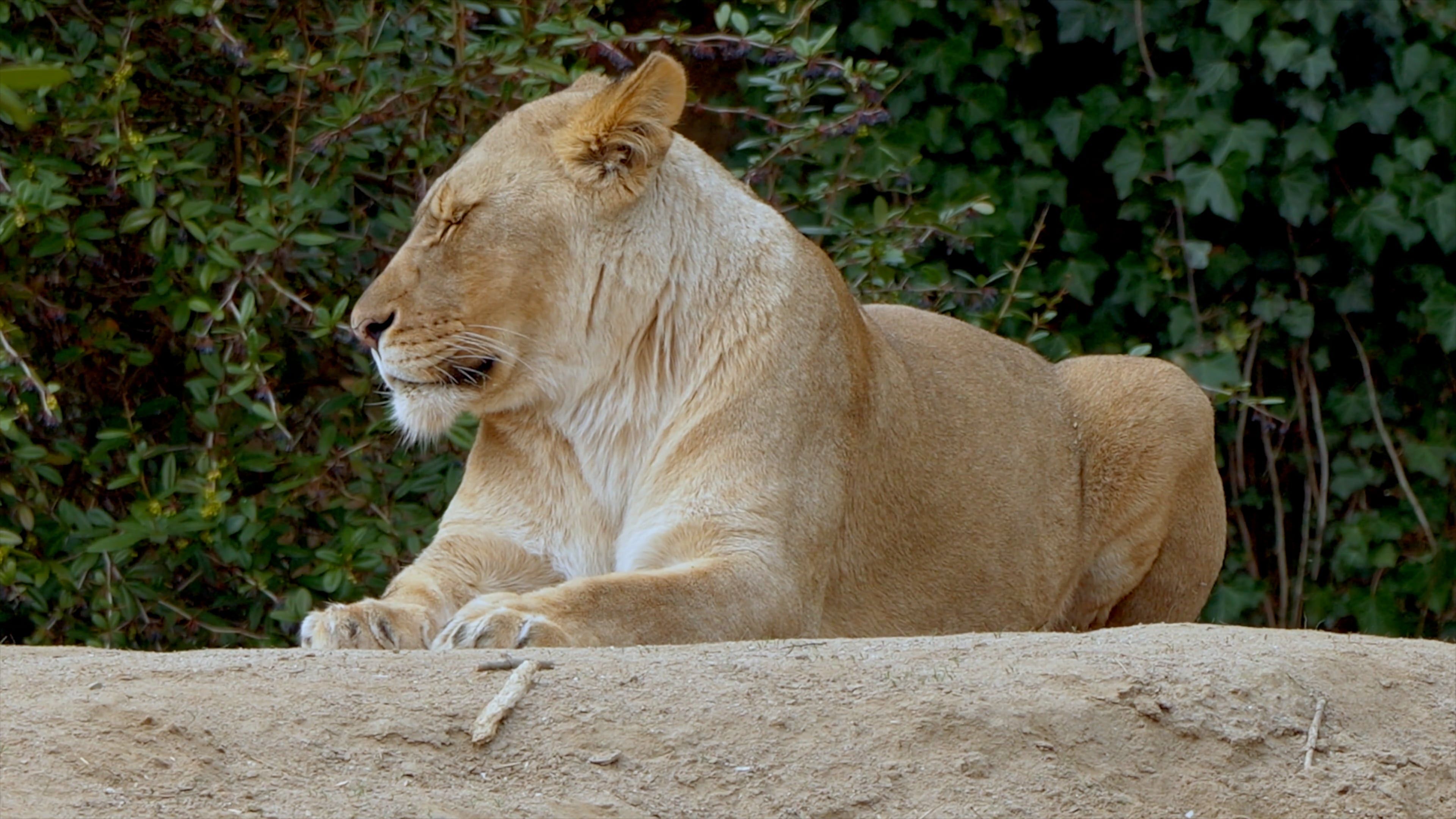 Playful Lionesses at the Zoo Free Stock Video Footage, Royalty-Free 4K ...