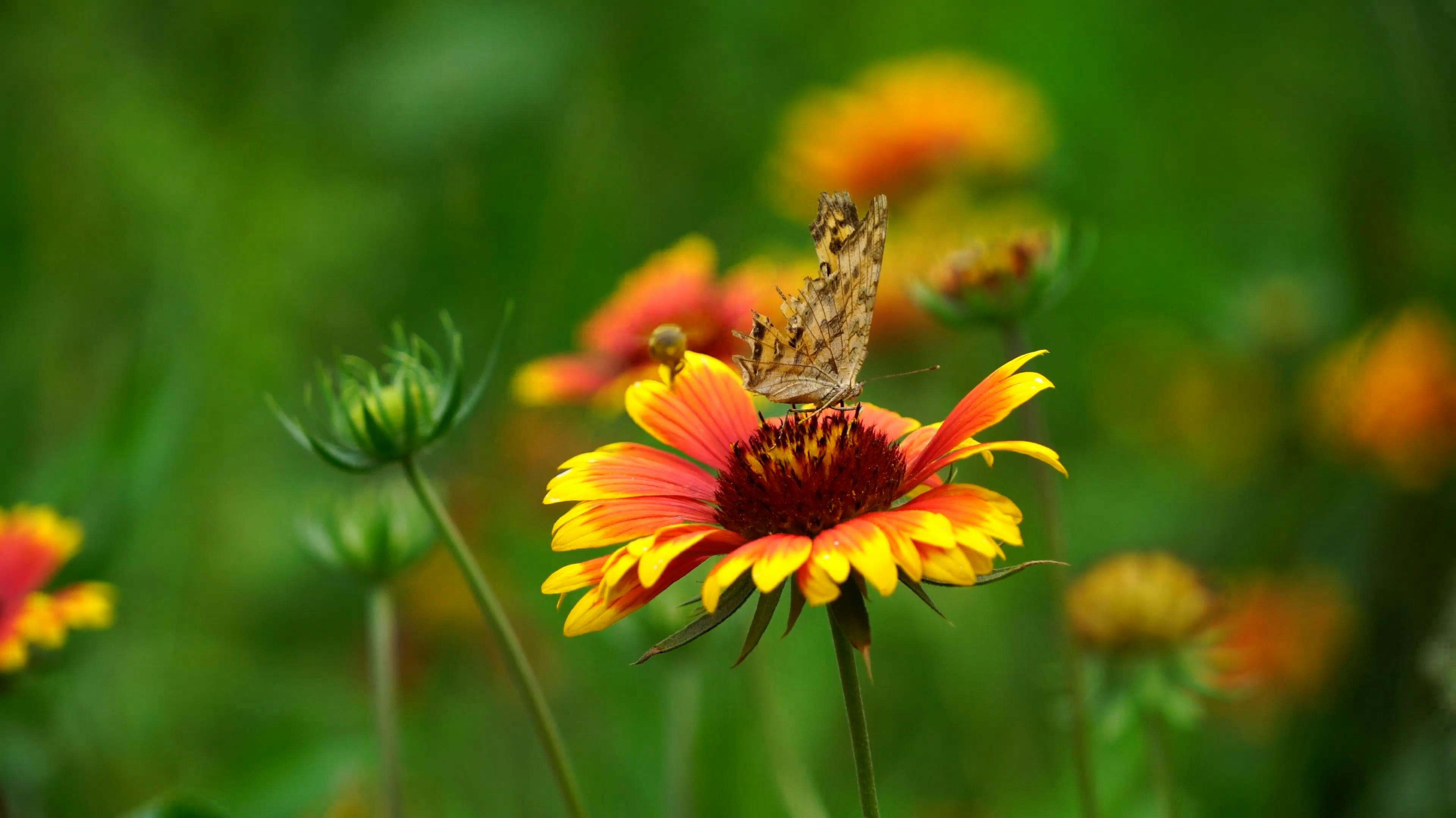 High Resolution Videos, Download The BEST Free 4k Stock Video Footage ...