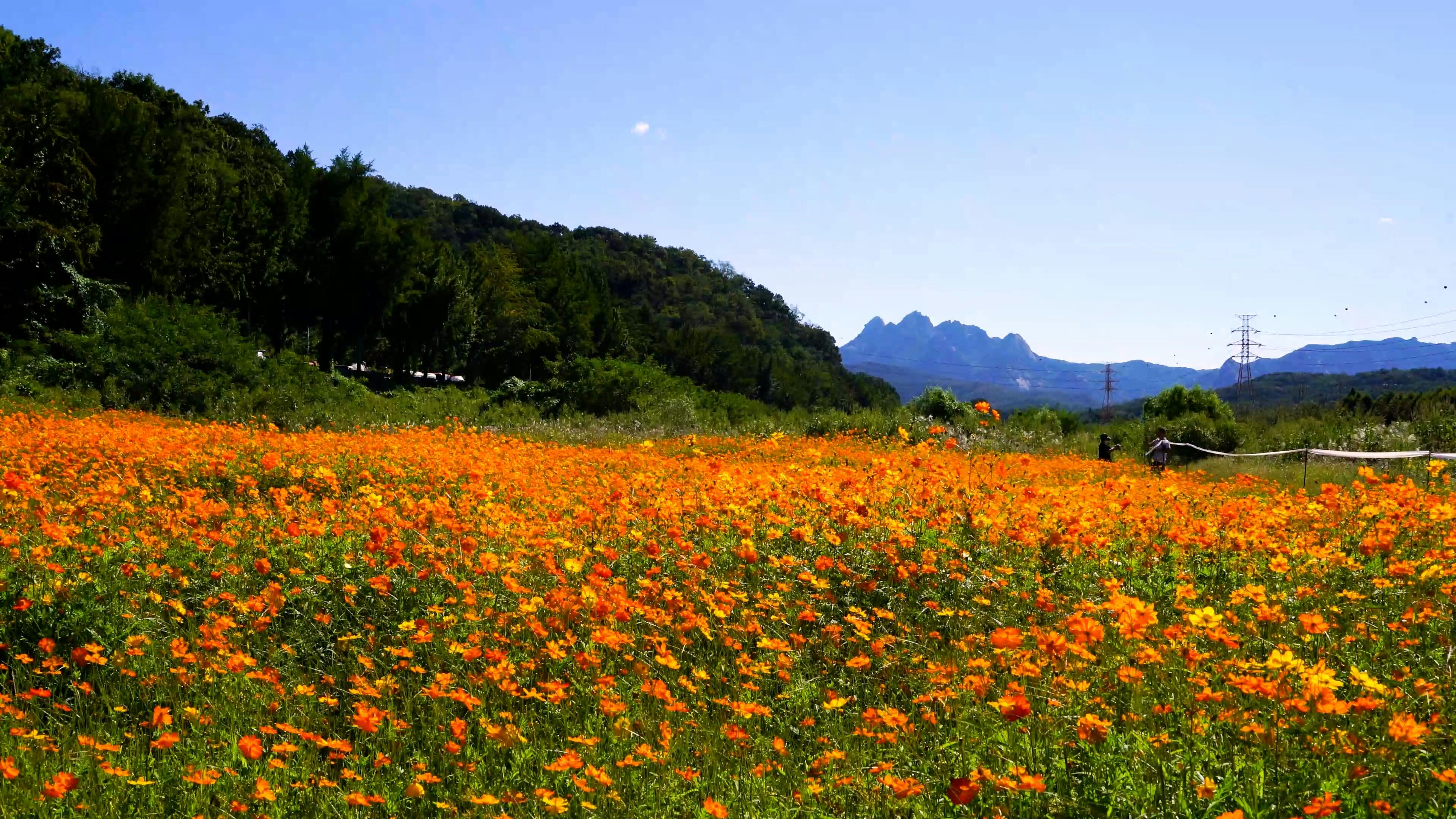Field of Orange Flowers Free Stock Video Footage, Royalty-Free 4K & HD ...