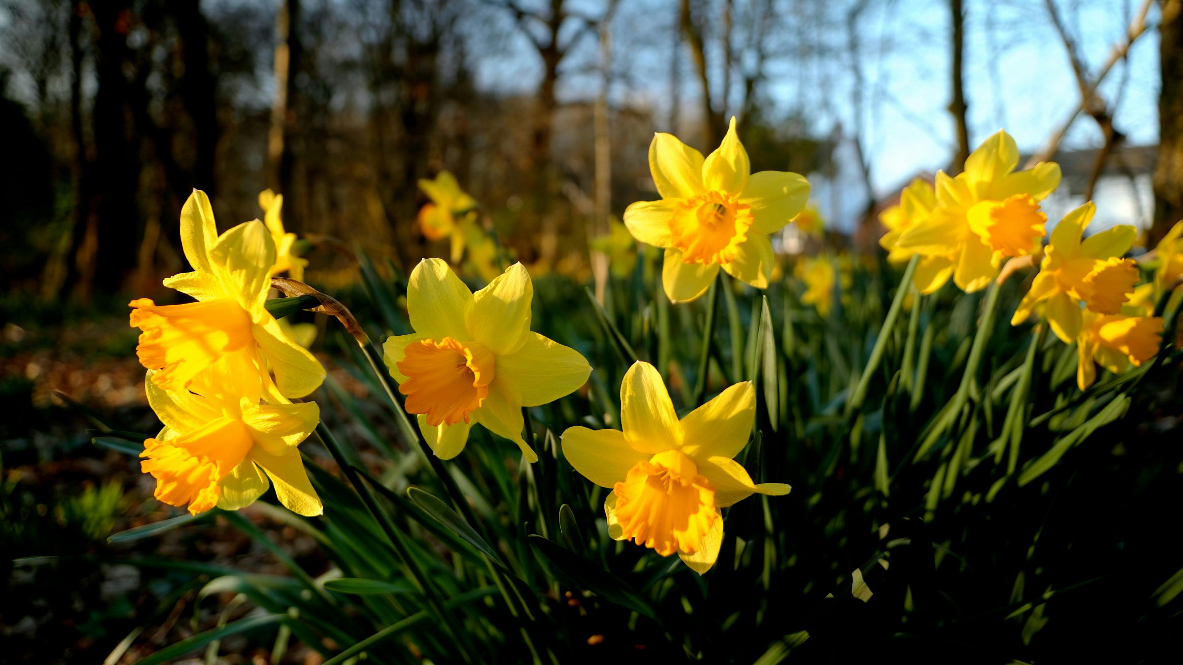 Close up of Daffodils in Forest Free Stock Video Footage, Royalty-Free ...