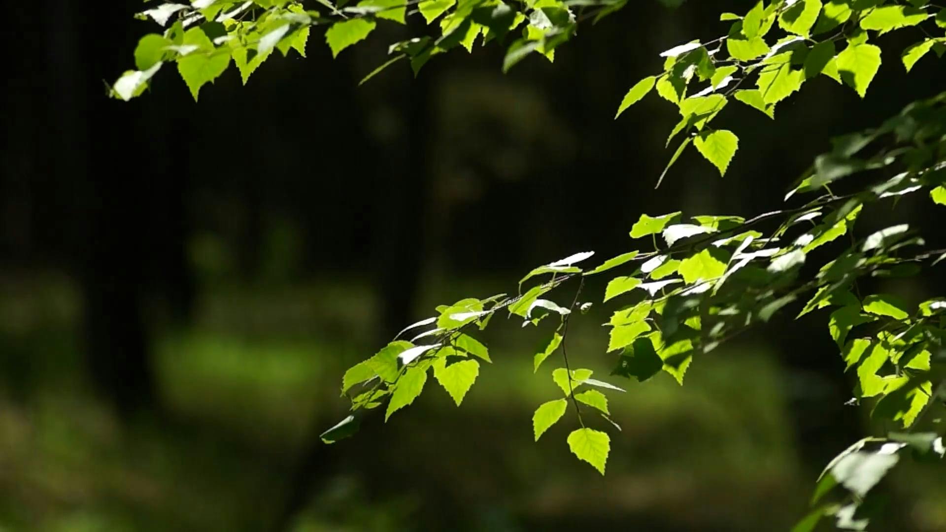 Film of Waving Leaves Free Stock Video Footage, Royalty-Free 4K & HD ...