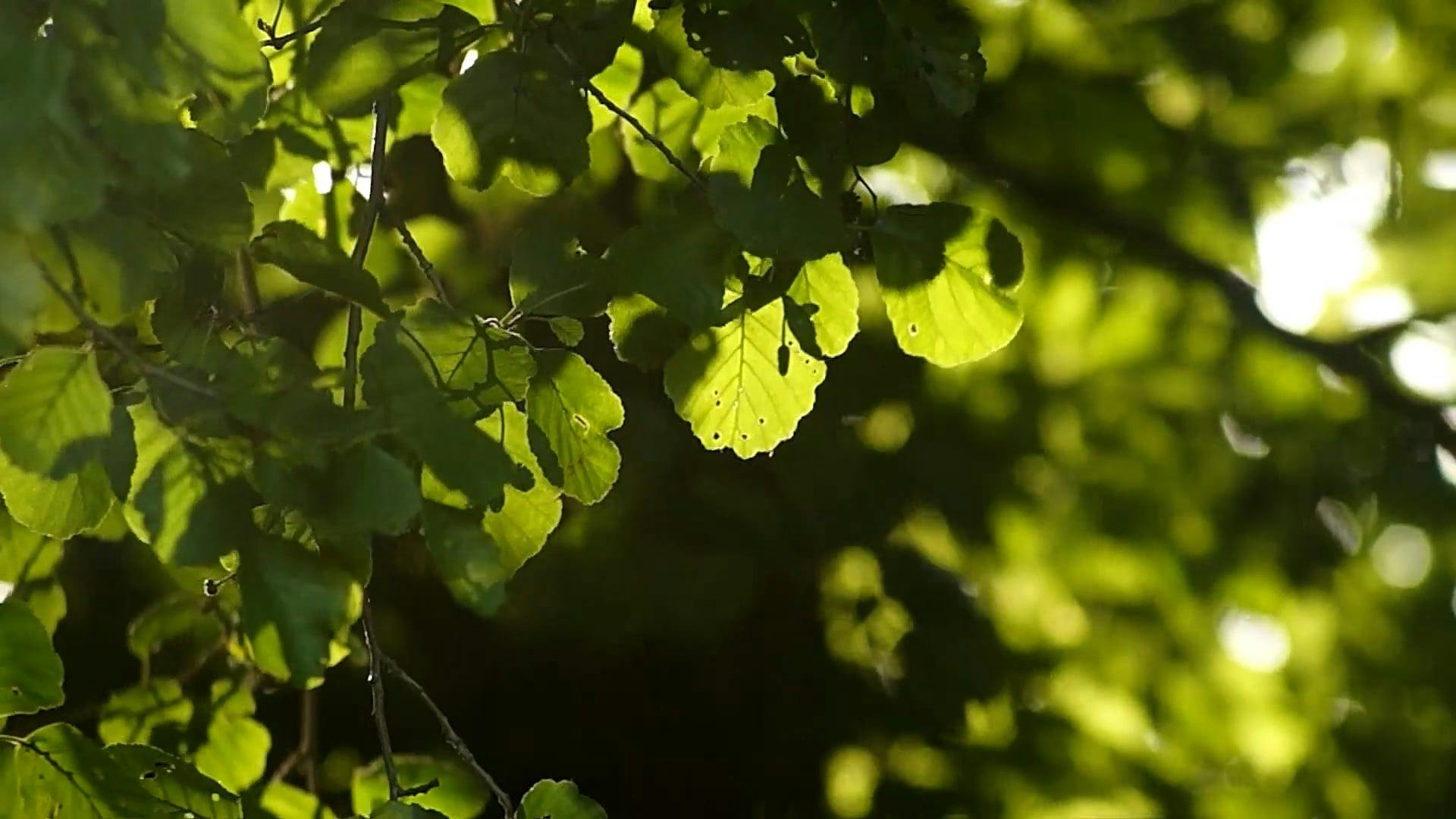 Close-up View of Waving Leaves Free Stock Video Footage, Royalty-Free ...