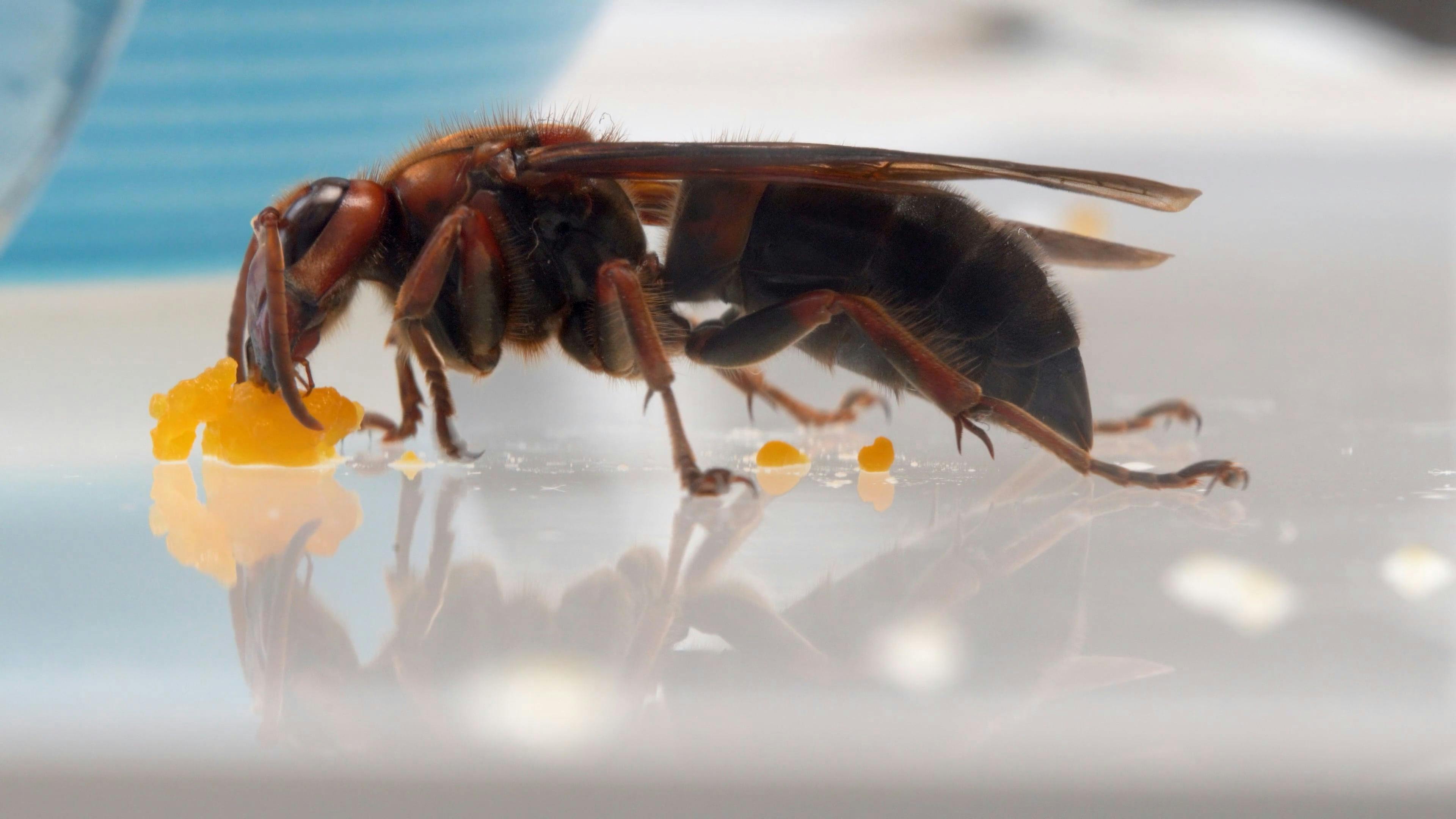 Close Up of Insect Eating · Free Stock Video