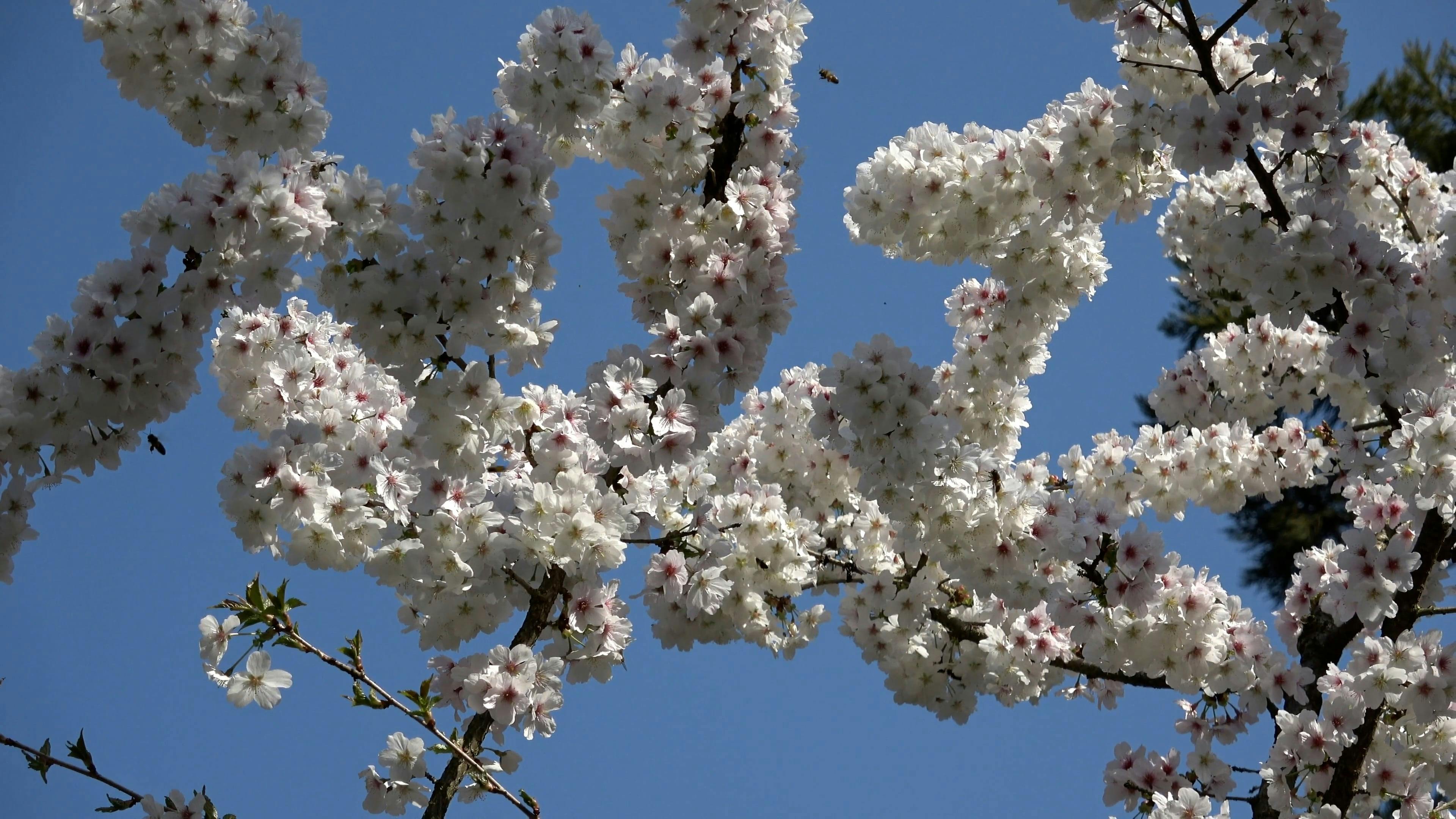 Flying Cherry Videos, Download The BEST Free 4k Stock Video Footage ...