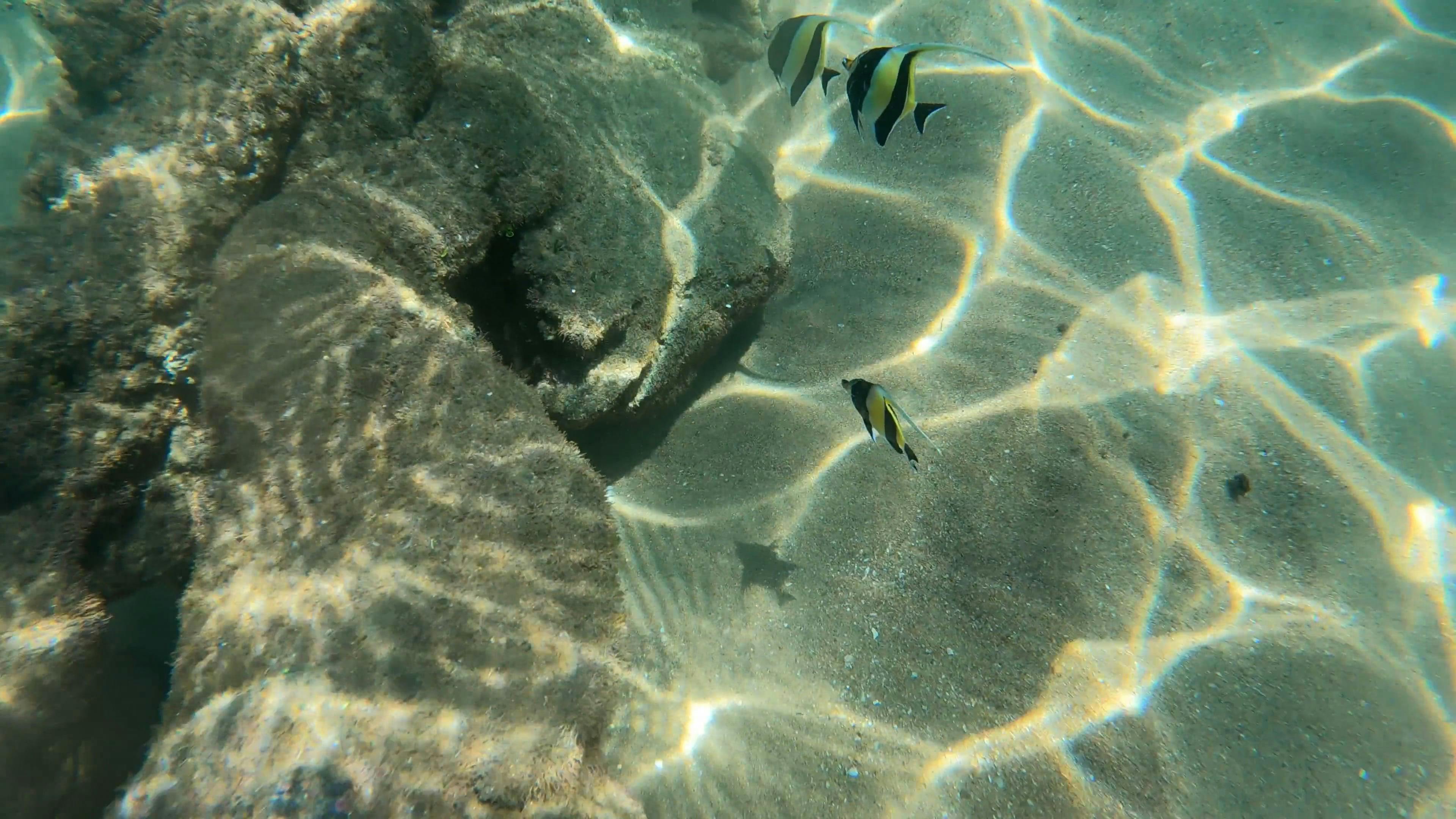 Video Of Fishes Underwater Free Stock Video Footage, Royalty-Free 4K ...