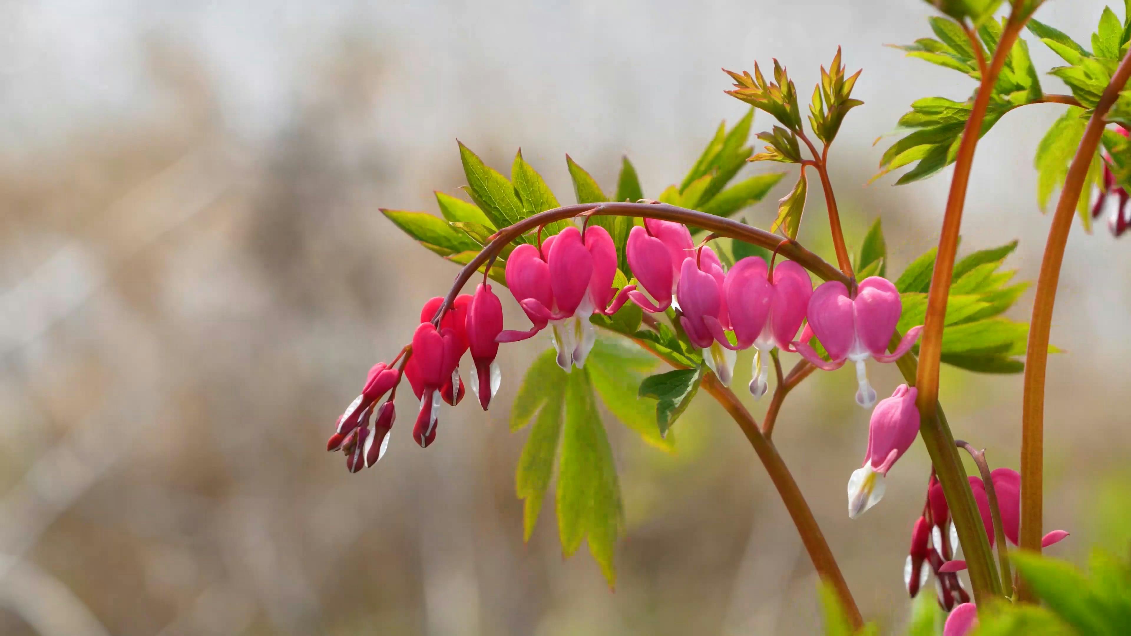 Flowers Waving on Wind Free Stock Video Footage, Royalty-Free 4K & HD ...