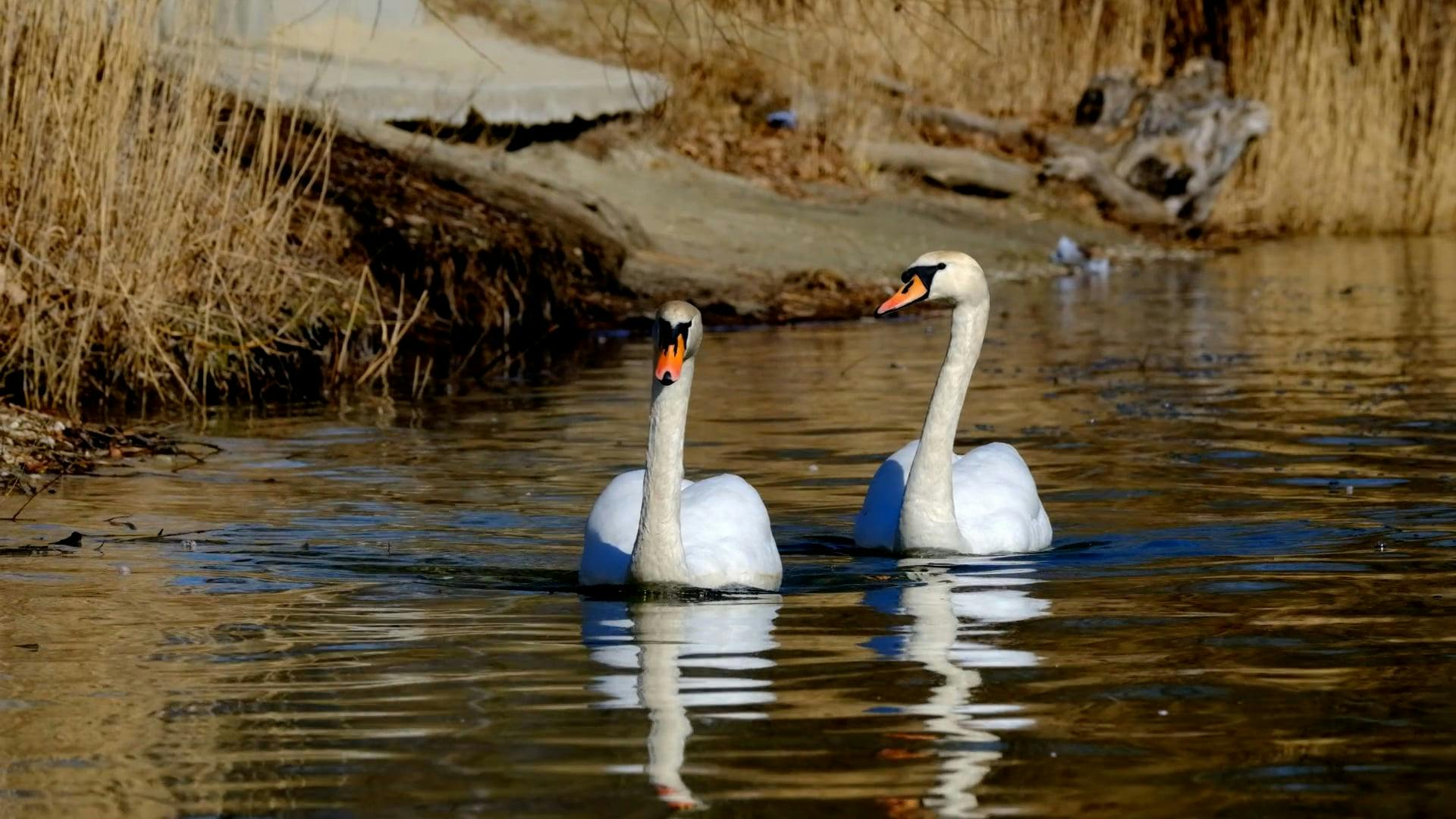 Swans Swimming in Lake Free Stock Video Footage, Royalty-Free 4K & HD ...