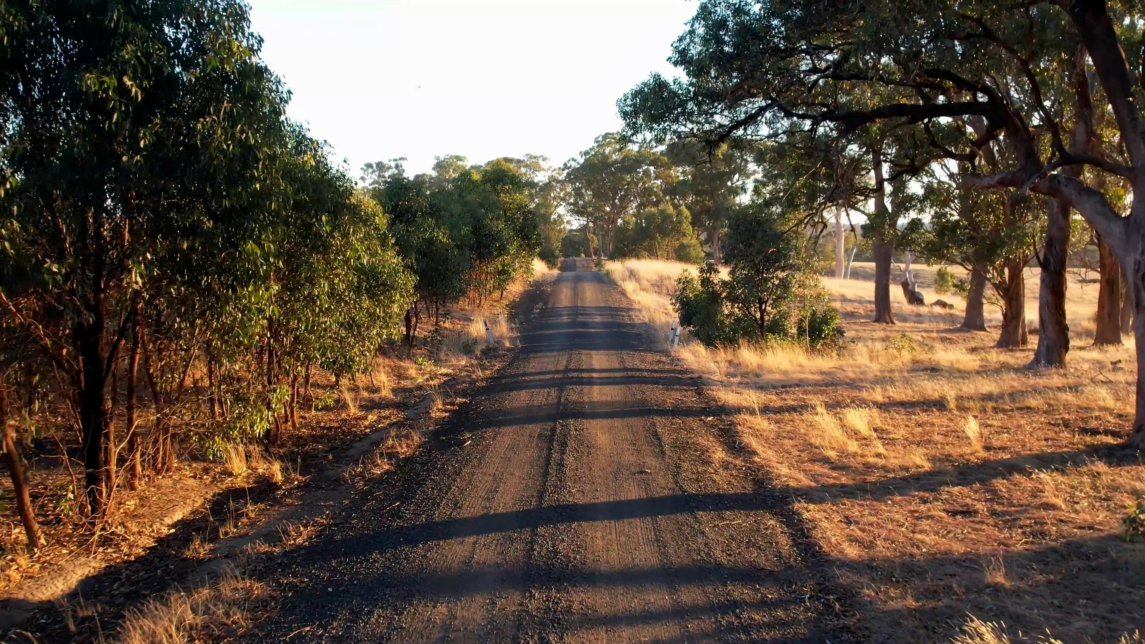 Ground Road among Trees Free Stock Video Footage, Royalty-Free 4K & HD ...