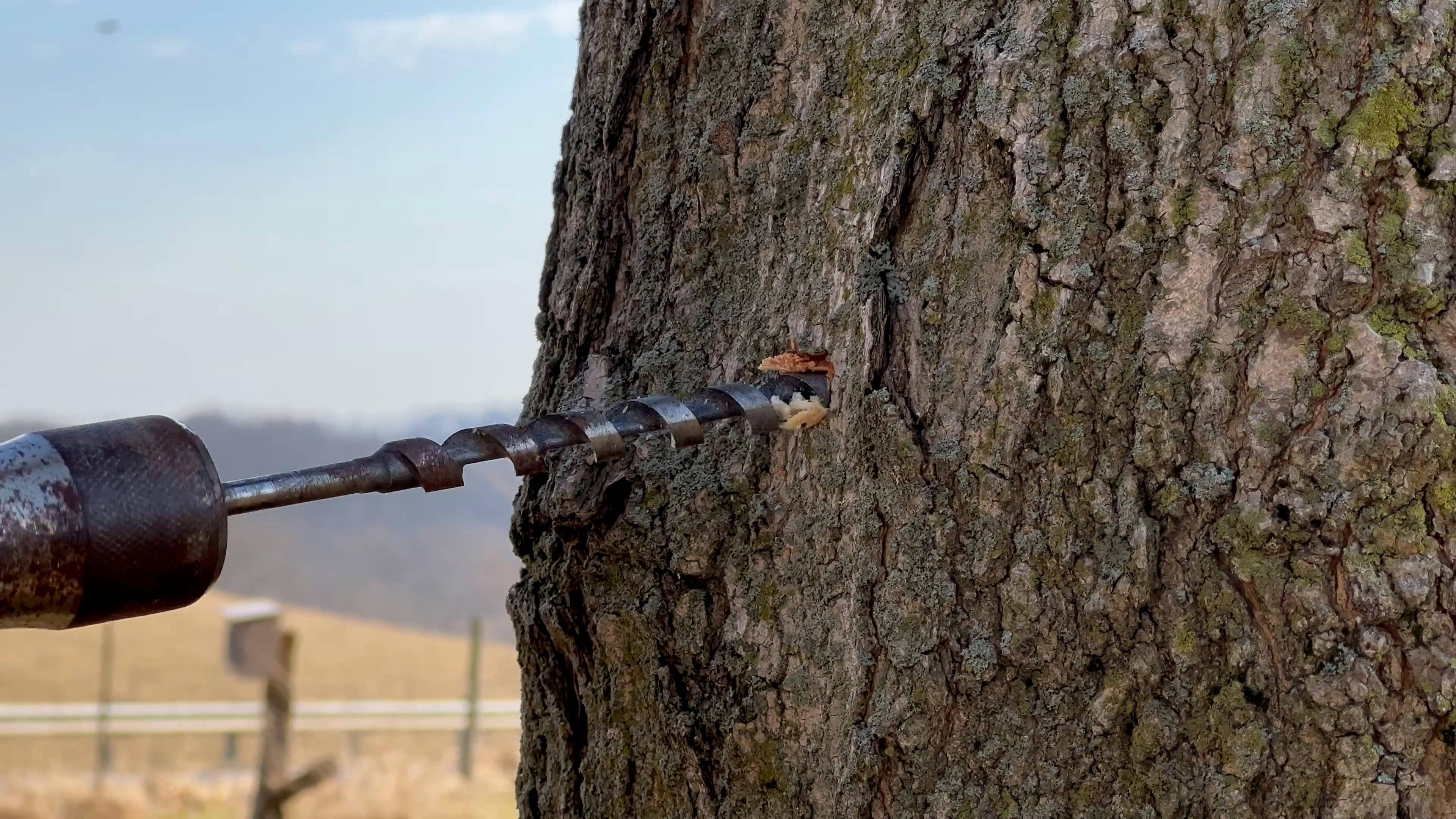 Close up of Drilling Hole in Tree · Free Stock Video