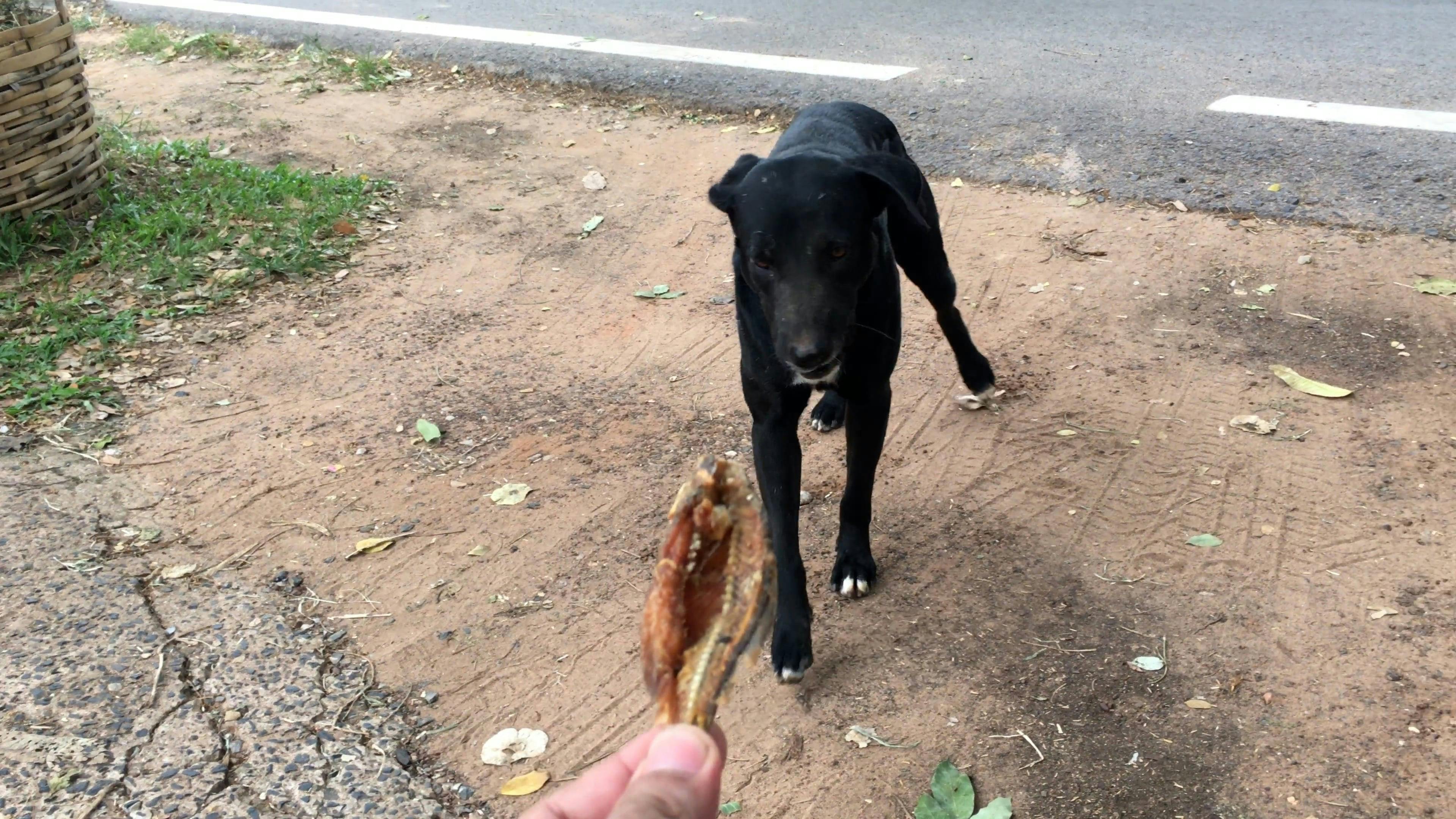 Close up of Giving Food to Dog on Street Free Stock Video Footage ...