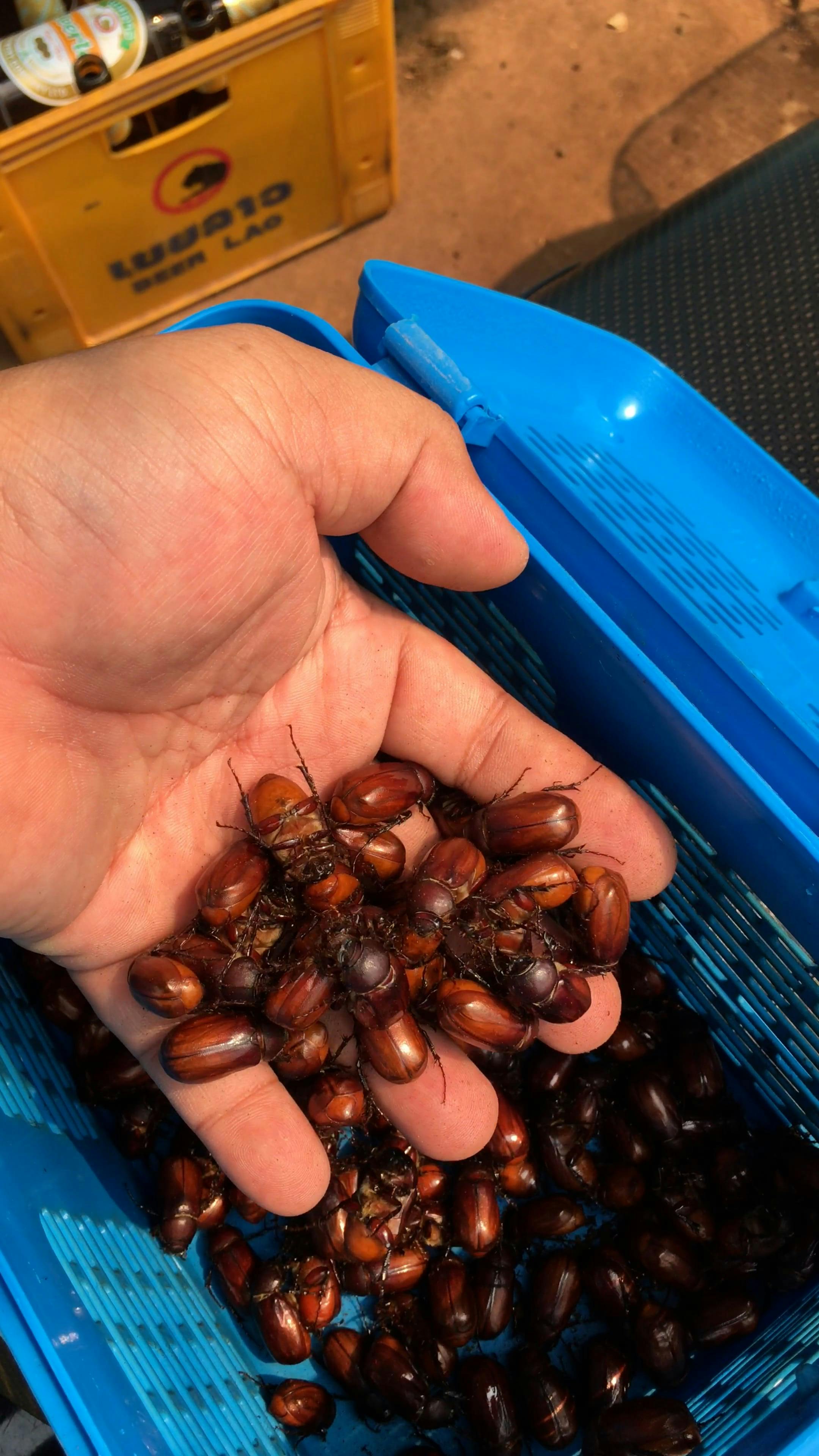 Bugs Collection Videos, Download The BEST Free 4k Stock Video Footage ...