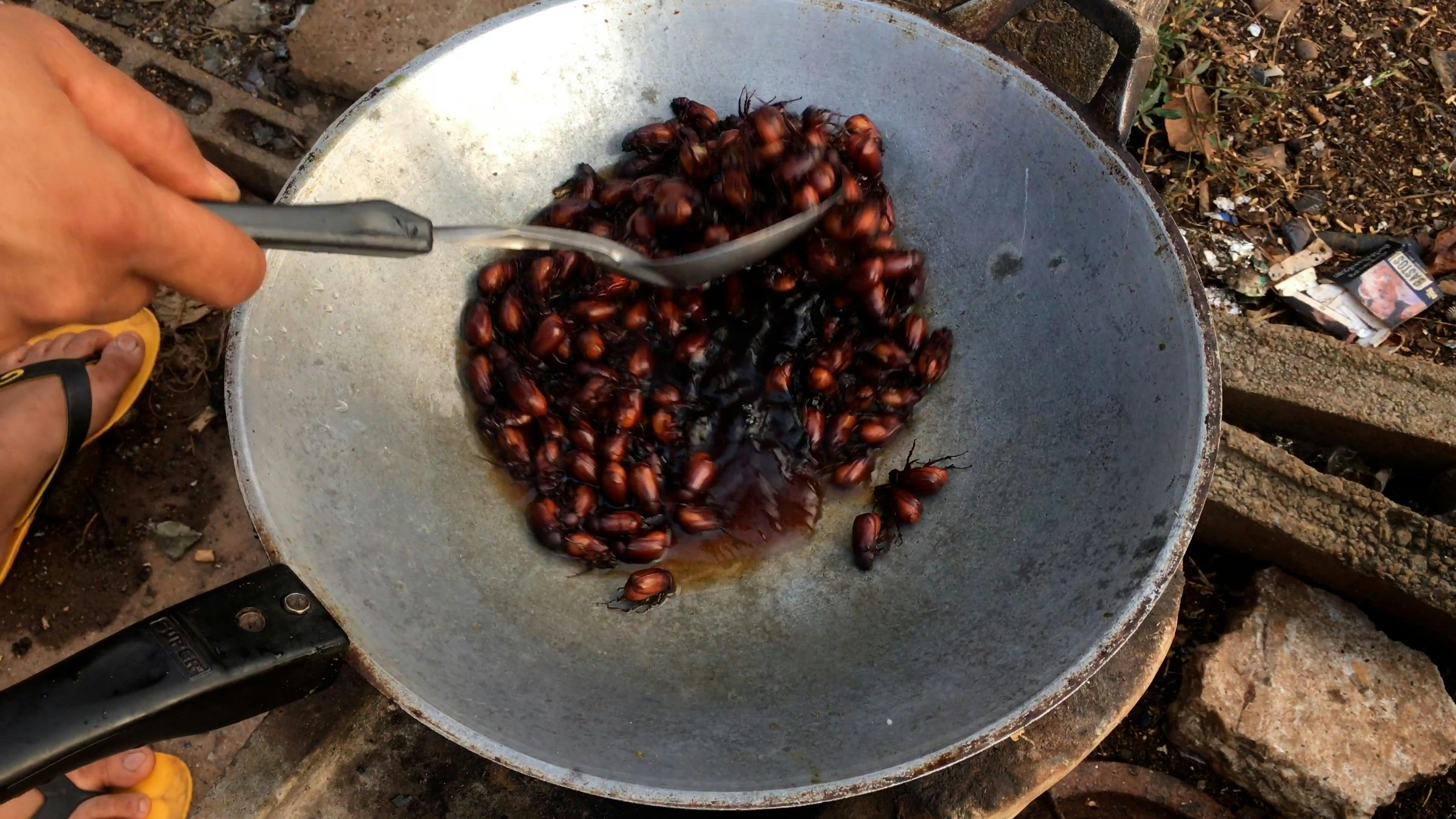 Cooking Insects on Pan · Free Stock Video