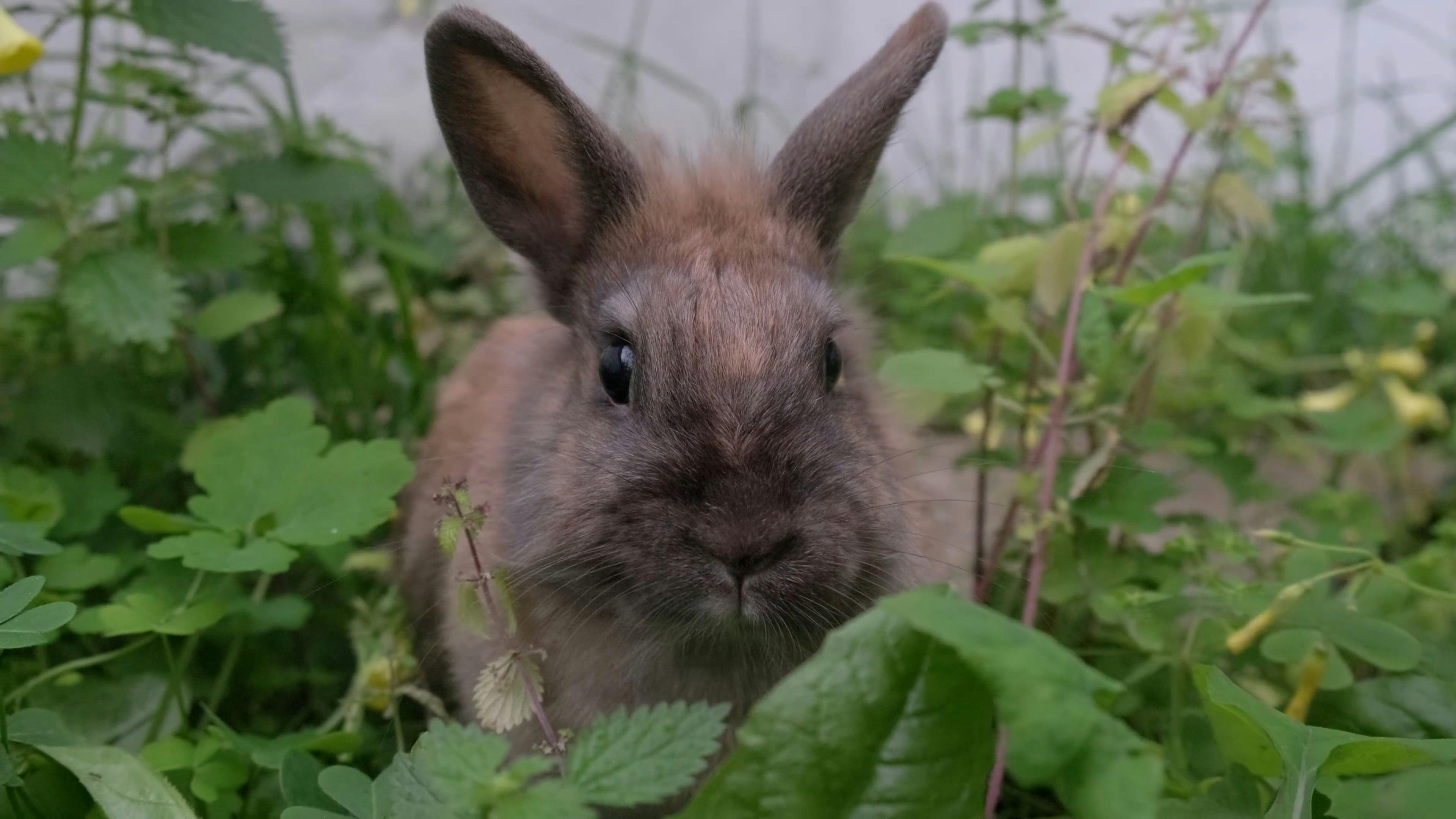 Close up of a Rabbit in a Garden · Free Stock Video