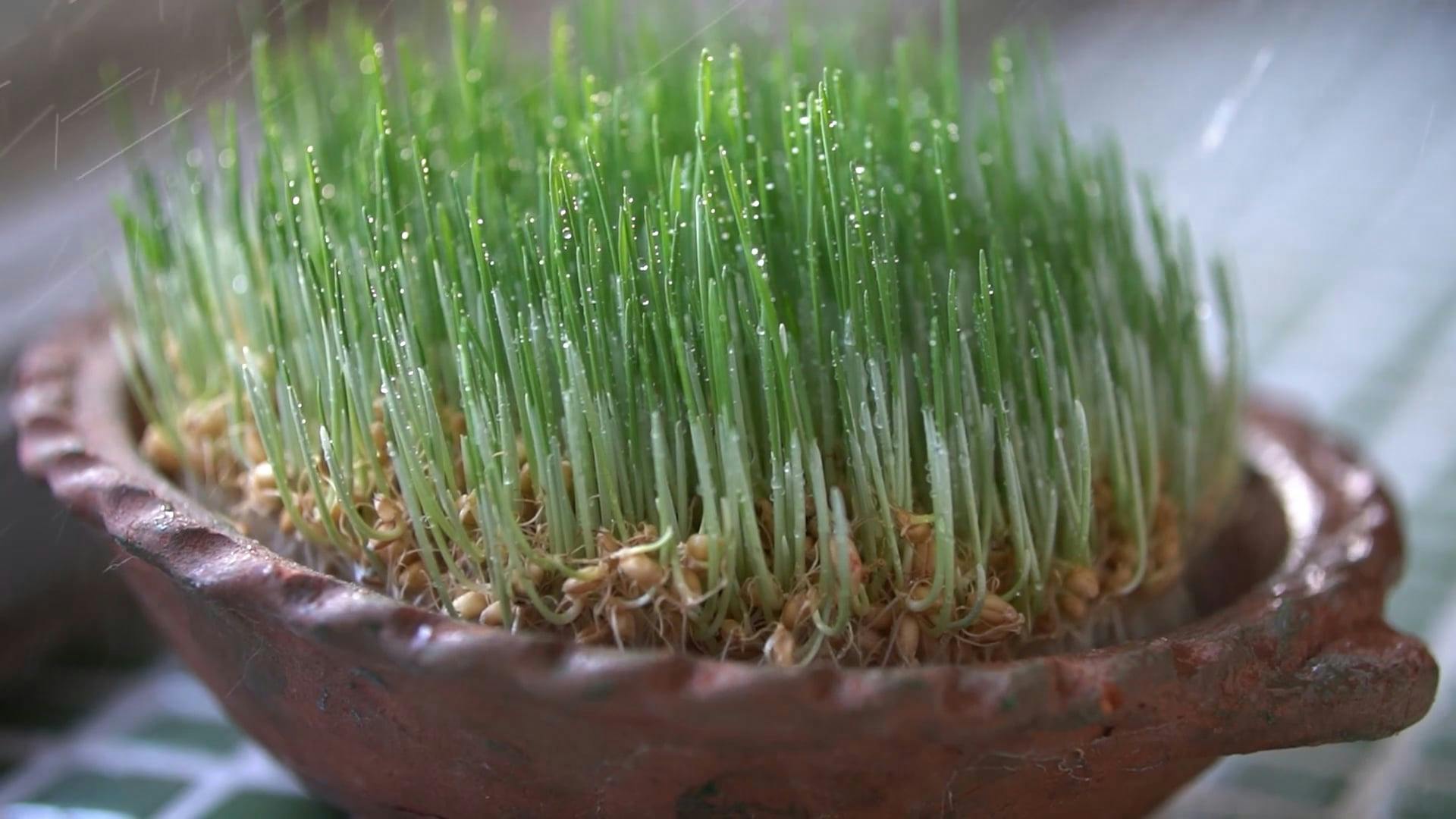 Close Up of Sprouts Free Stock Video Footage, Royalty-Free 4K & HD ...