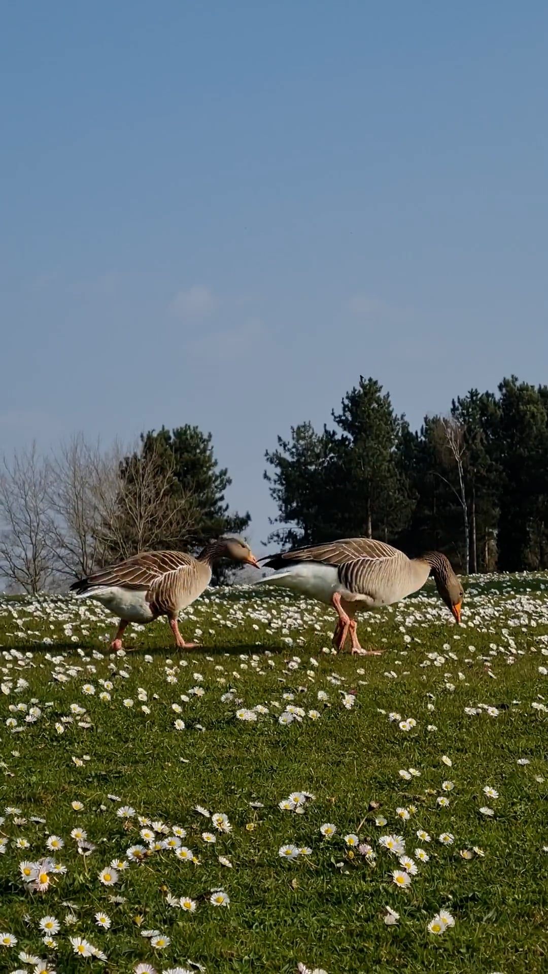 Ducks Pecking Flower from Grass Free Stock Video Footage, Royalty-Free ...