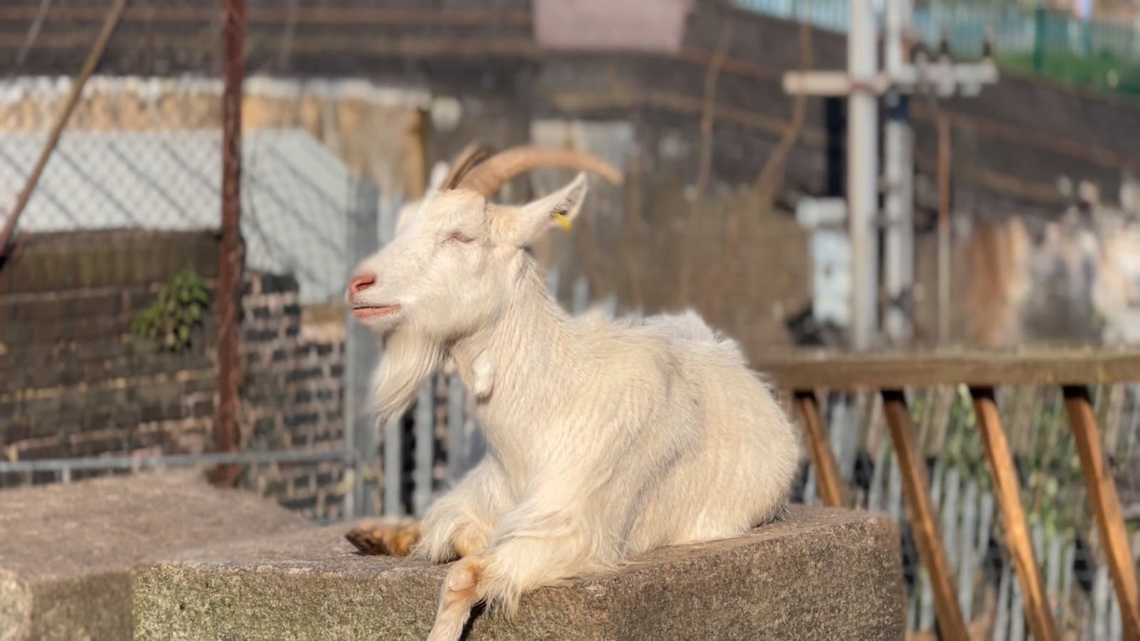 Goat Sitting Videos, Download The BEST Free 4k Stock Video Footage ...
