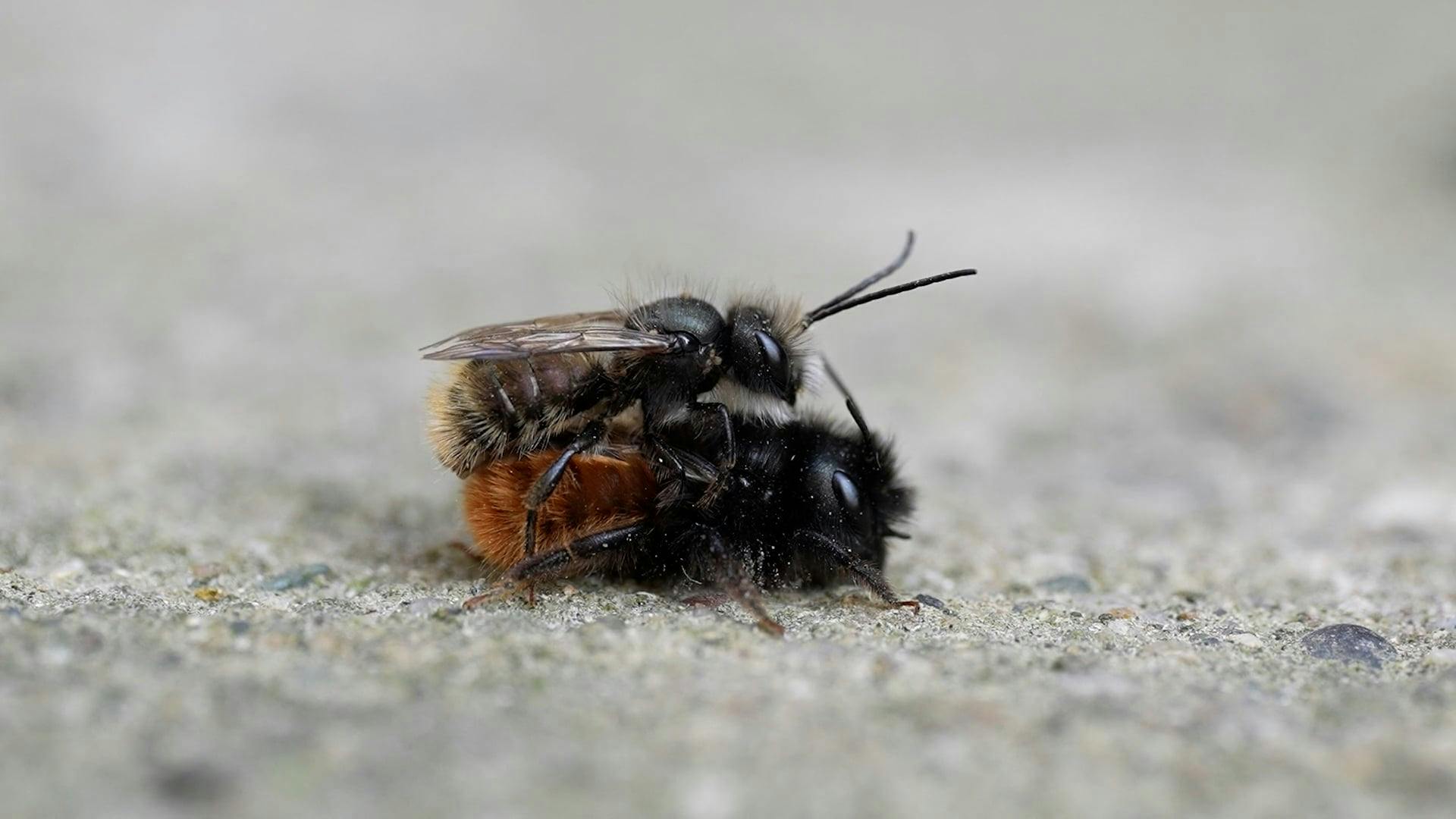 Mating Bees Videos, Download The BEST Free 4k Stock Video Footage ...