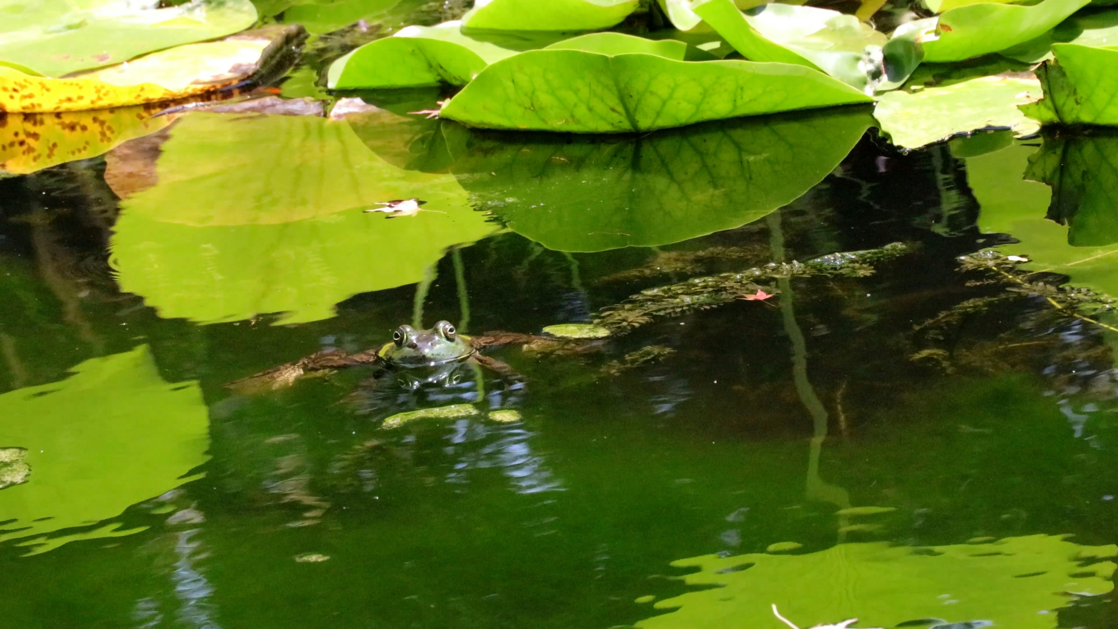 Frog Catching Dragonfly Free Stock Video Footage, Royalty-Free 4K & HD ...