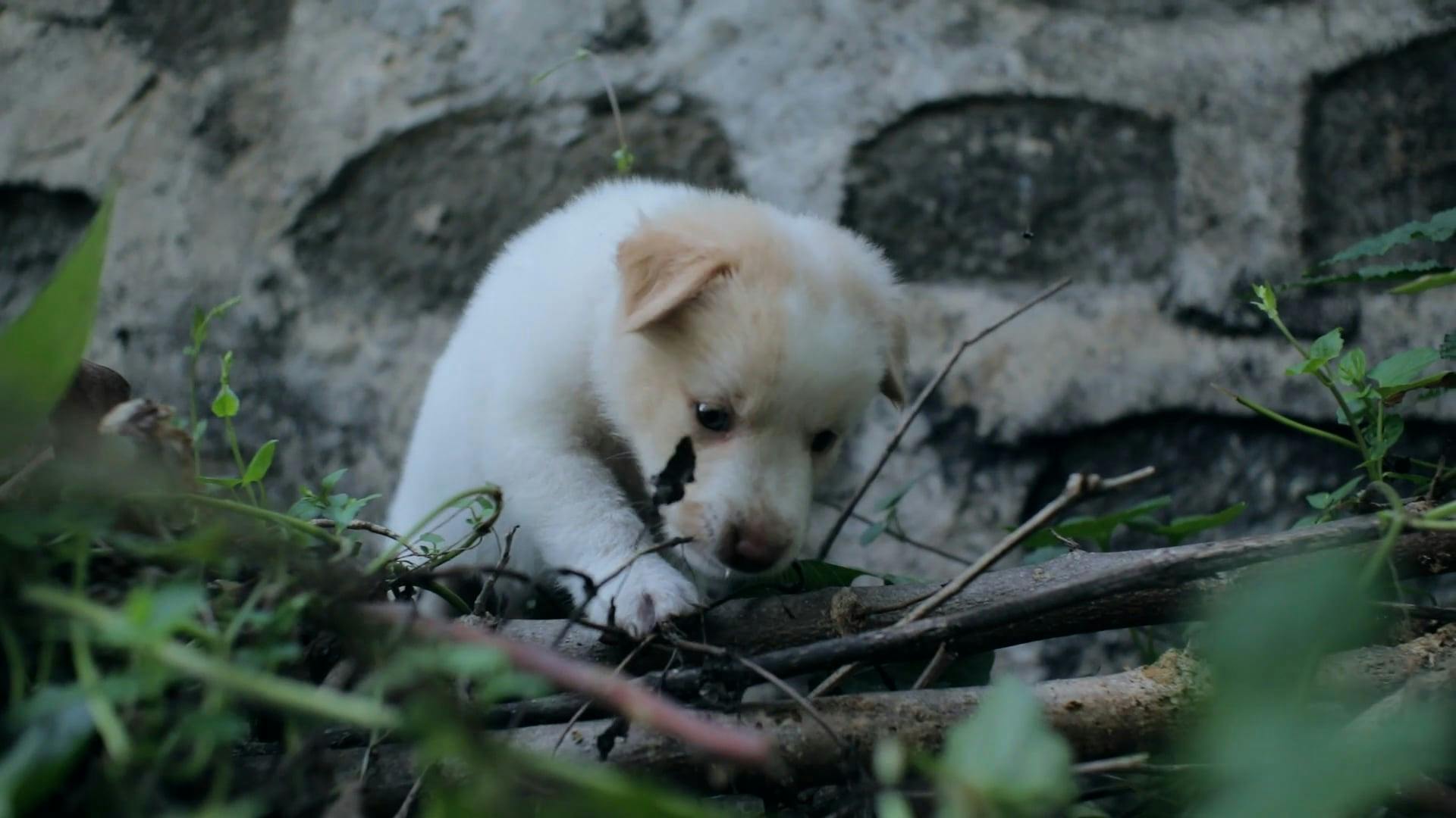 Puppy Dog Biting and Eating Plants Free Stock Video Footage, Royalty ...