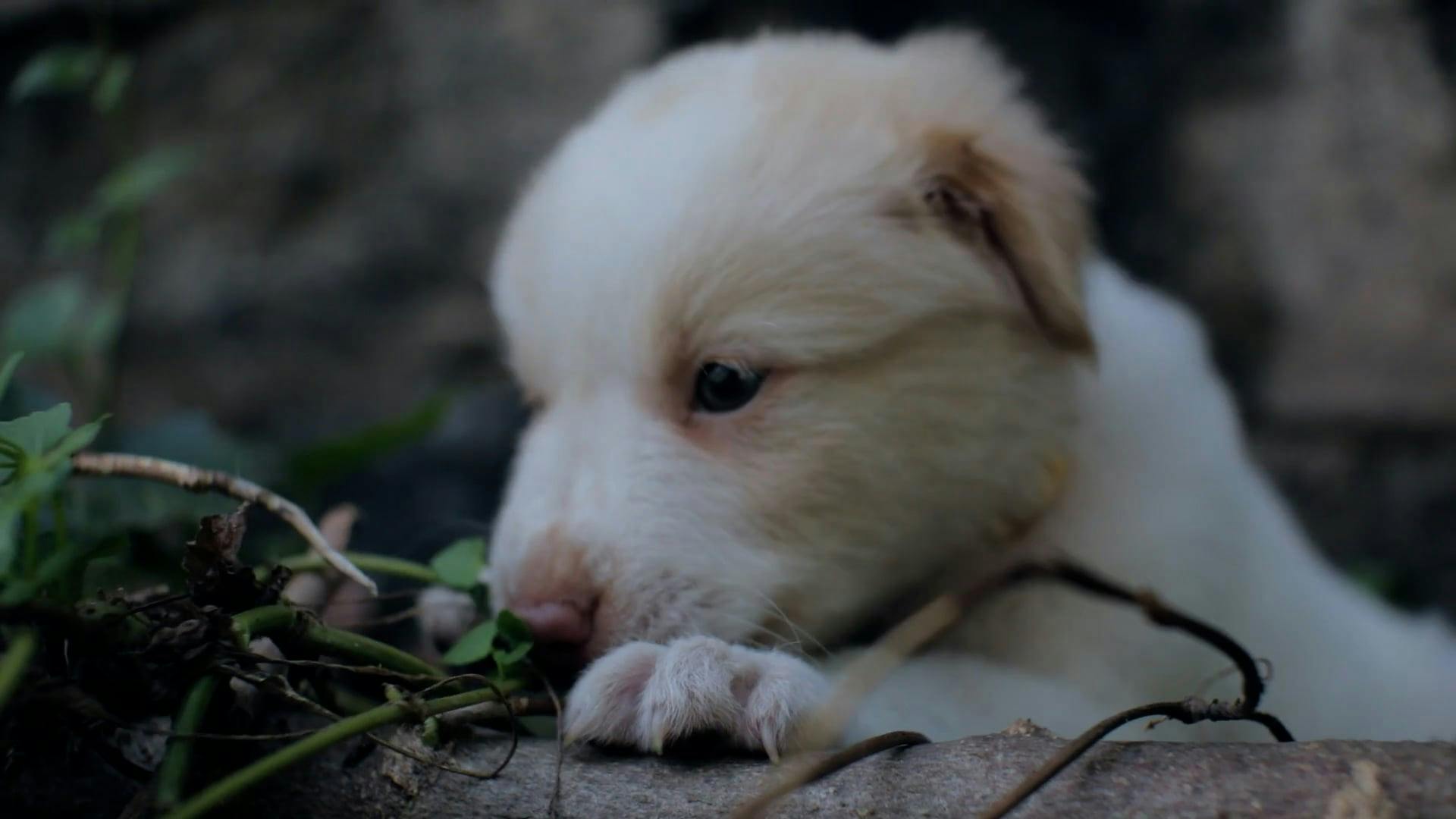 Puppy Dog Biting Plants Free Stock Video Footage, Royalty-Free 4K & HD ...