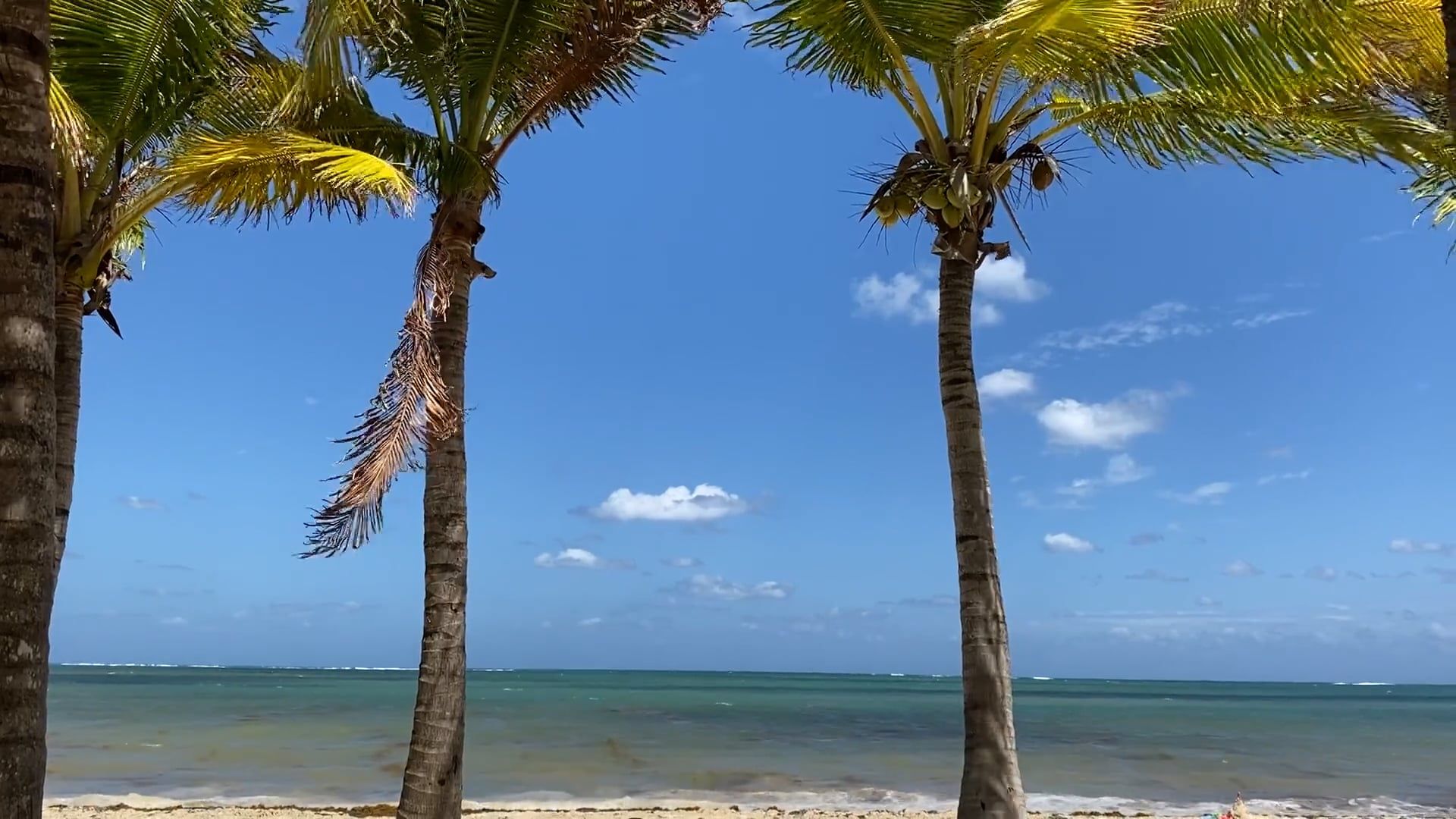 Palm Trees Waving on Wind Free Stock Video Footage, Royalty-Free 4K ...