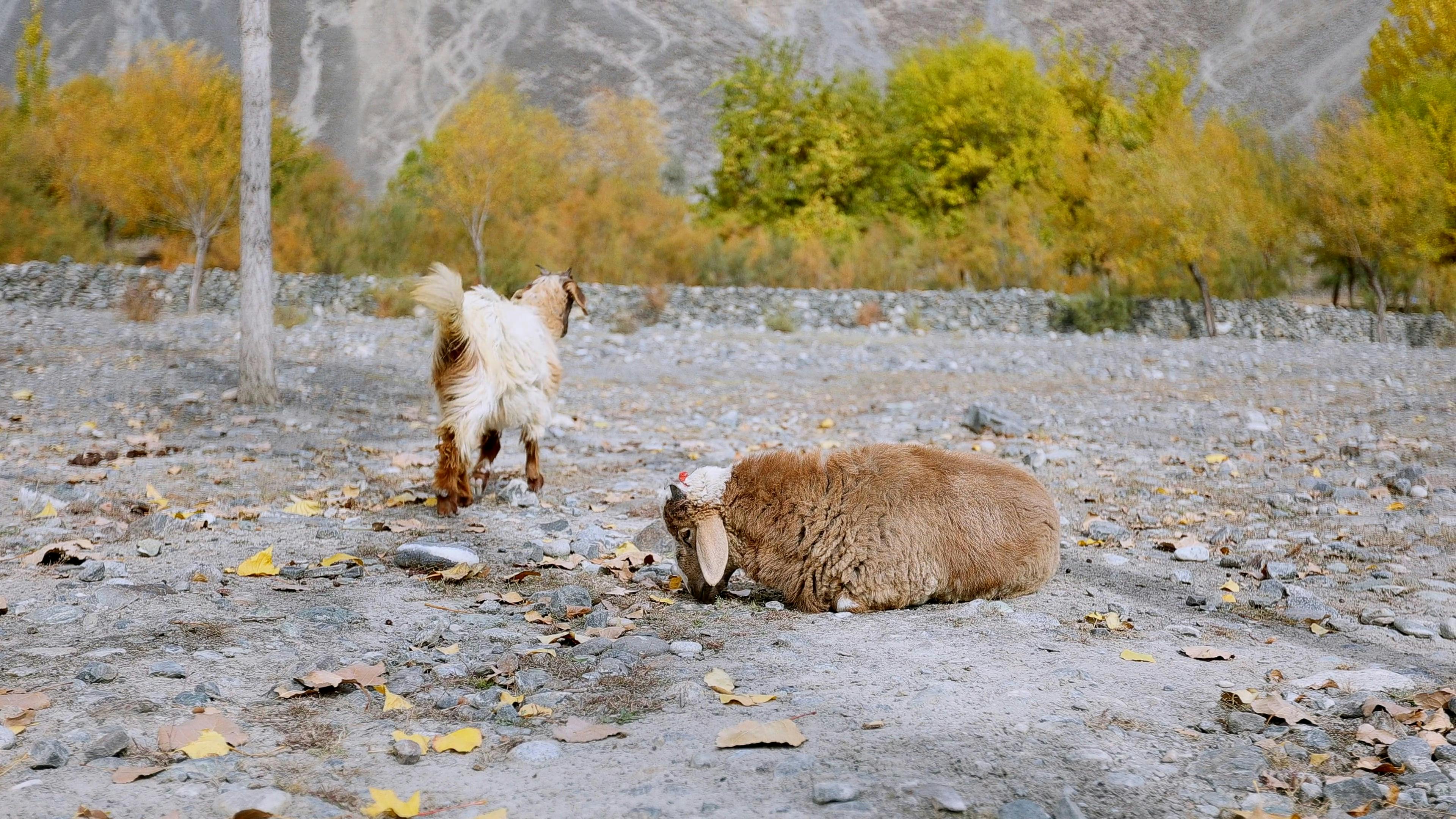 Goat Pakistan Videos, Download The BEST Free 4k Stock Video Footage ...