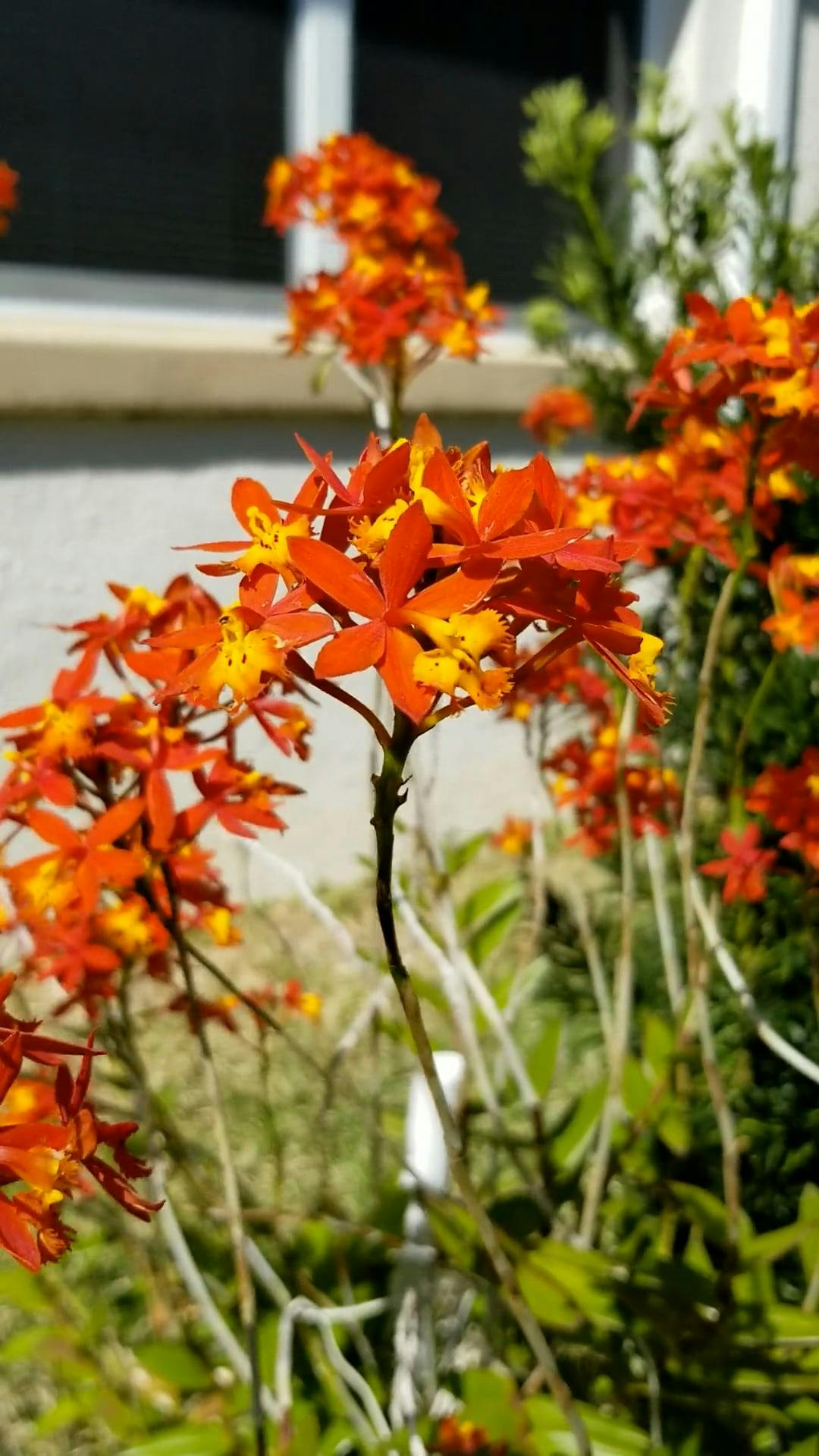 Flowers Swaying in Wind Free Stock Video Footage, Royalty-Free 4K & HD ...