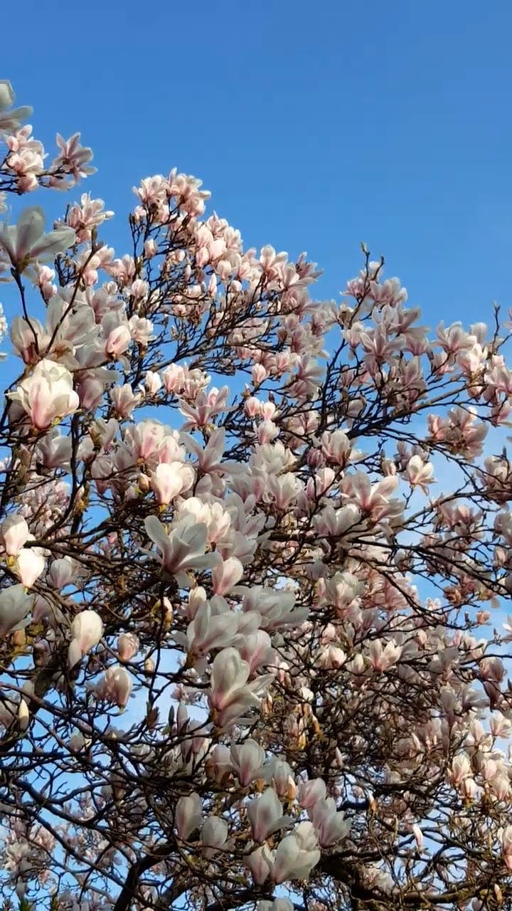 Flowers From A Tree Swaying Free Stock Video Footage, Royalty-Free 4K ...