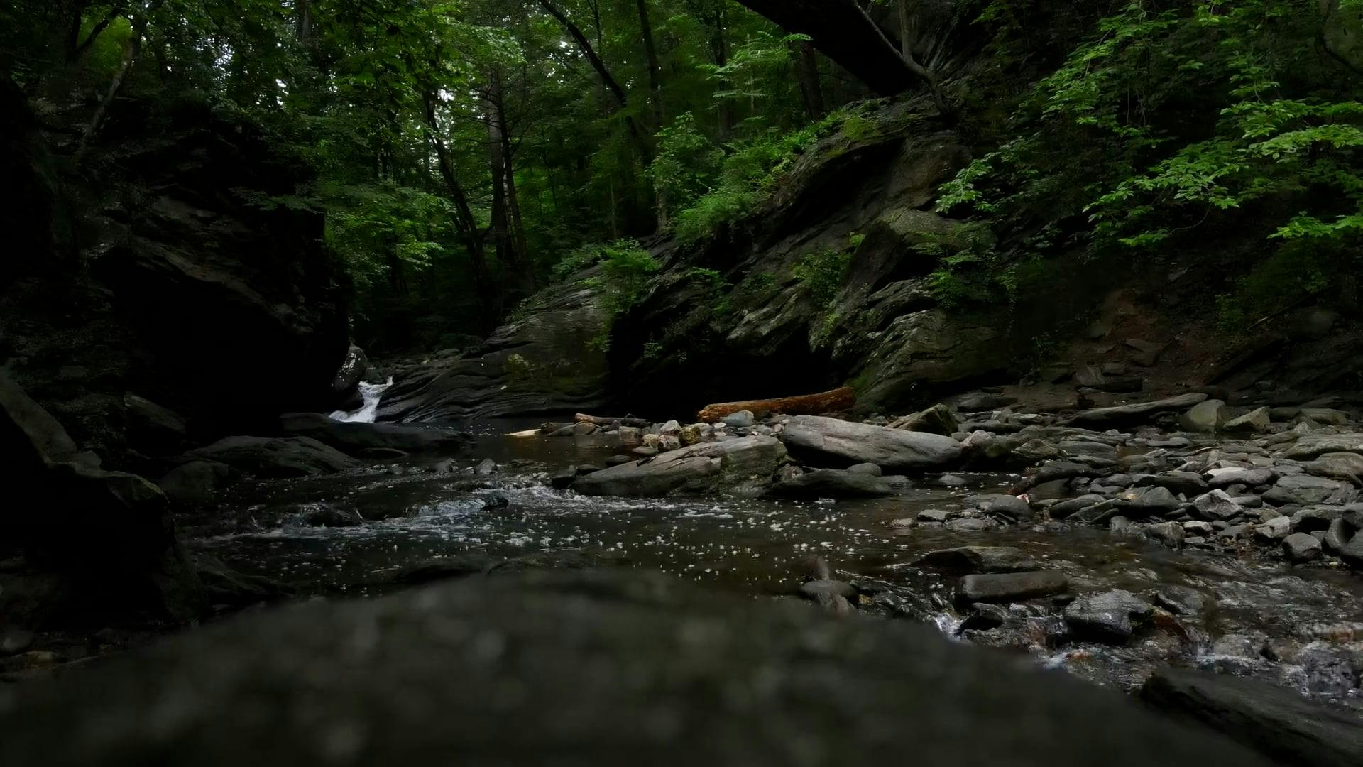 Video Of Forest Free Stock Video Footage, Royalty-Free 4K & HD Video Clip