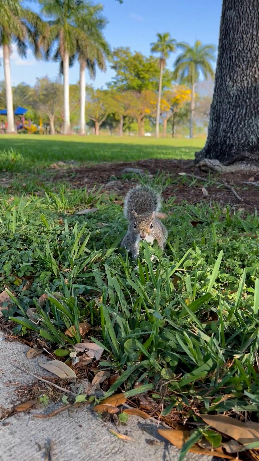 Dart Tree Videos, Download The BEST Free 4k Stock Video Footage & Dart ...