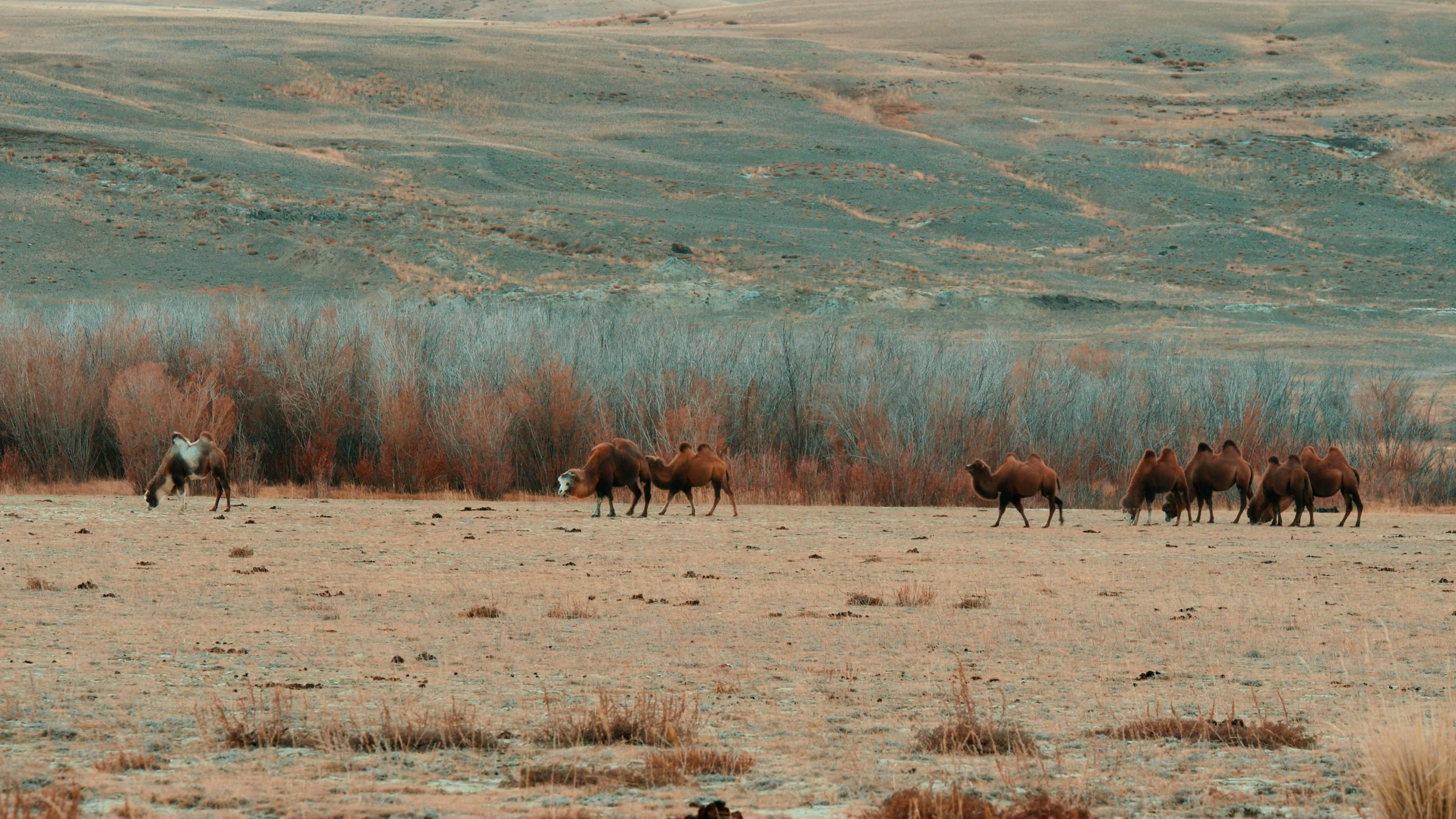 Vídeos de stock gratuitos sobre abierto, al aire libre, animales, arena ...