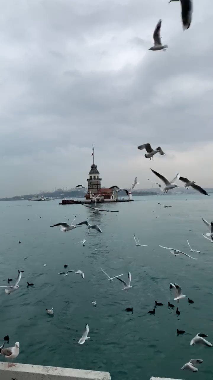 Birds Flying over Sea in Istanbul during Overcast Free Stock Video ...
