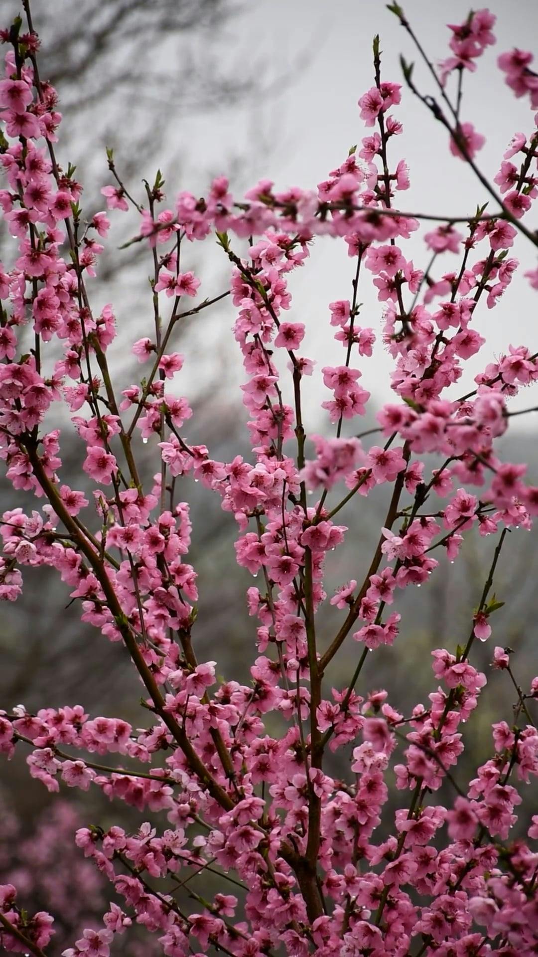 Peaceful Spring Landscape with Blossom Trees Free Stock Video Footage ...