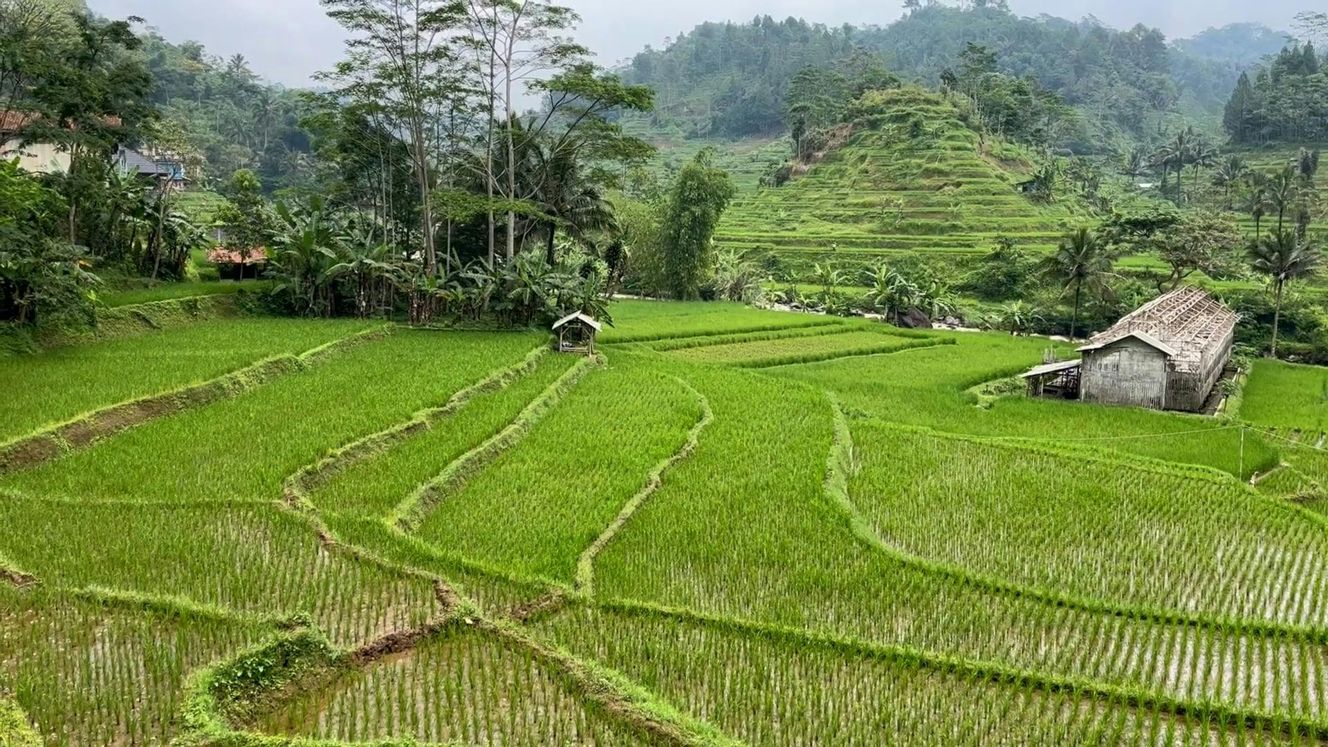 Rice Field on Farm Free Stock Video Footage, Royalty-Free 4K & HD Video ...