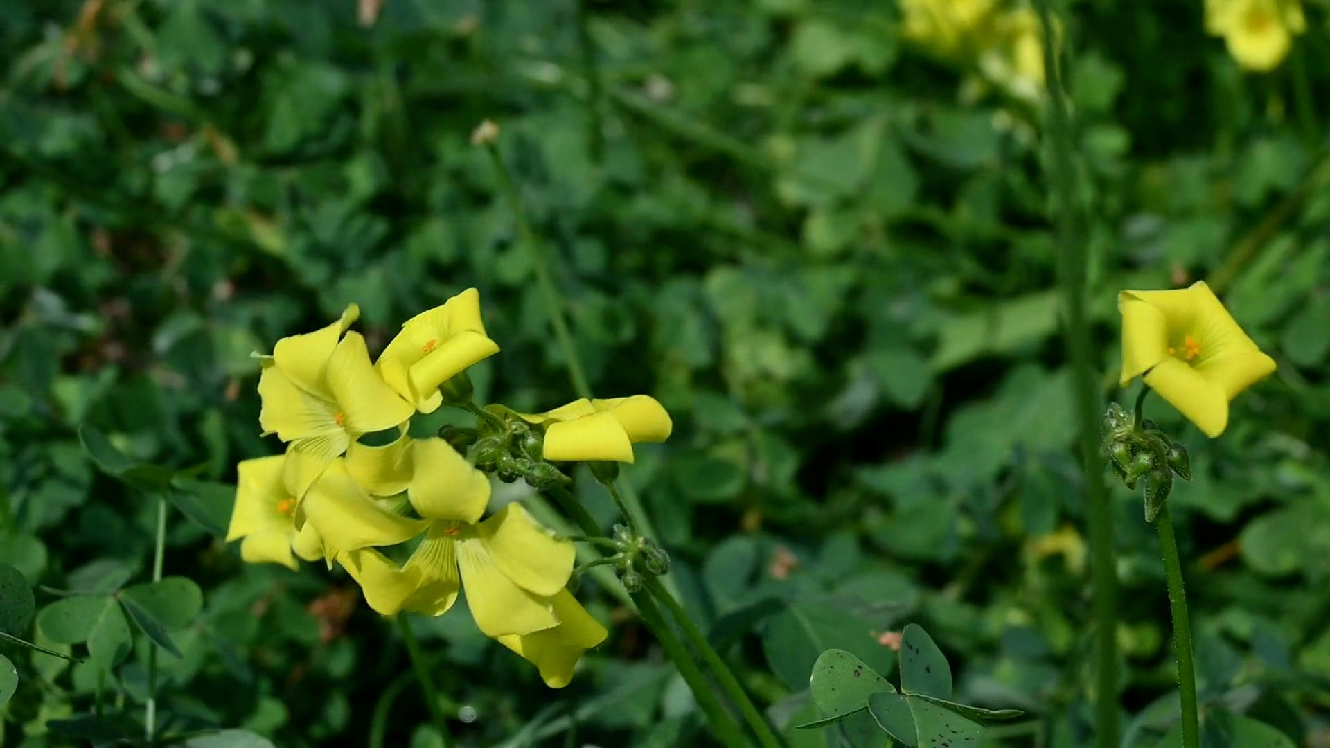 Flowers Waving on Wind · Free Stock Video