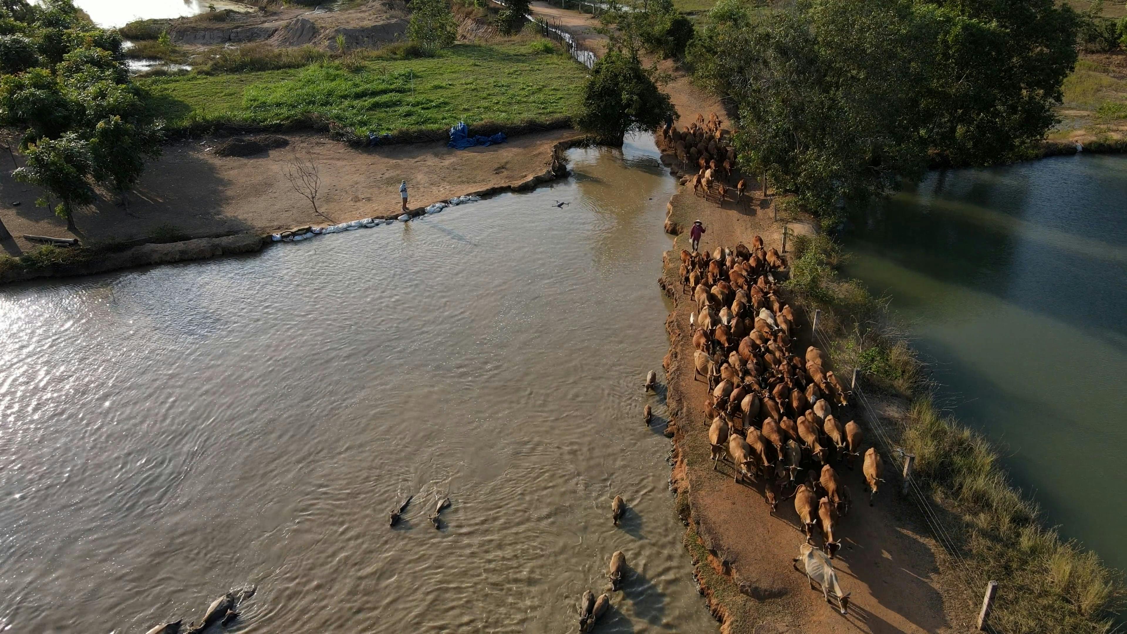 Cattle Crossing River · Free Stock Video