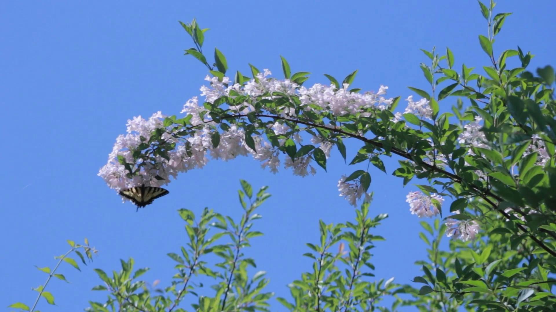 Canadian Videos, Download The BEST Free 4k Stock Video Footage ...