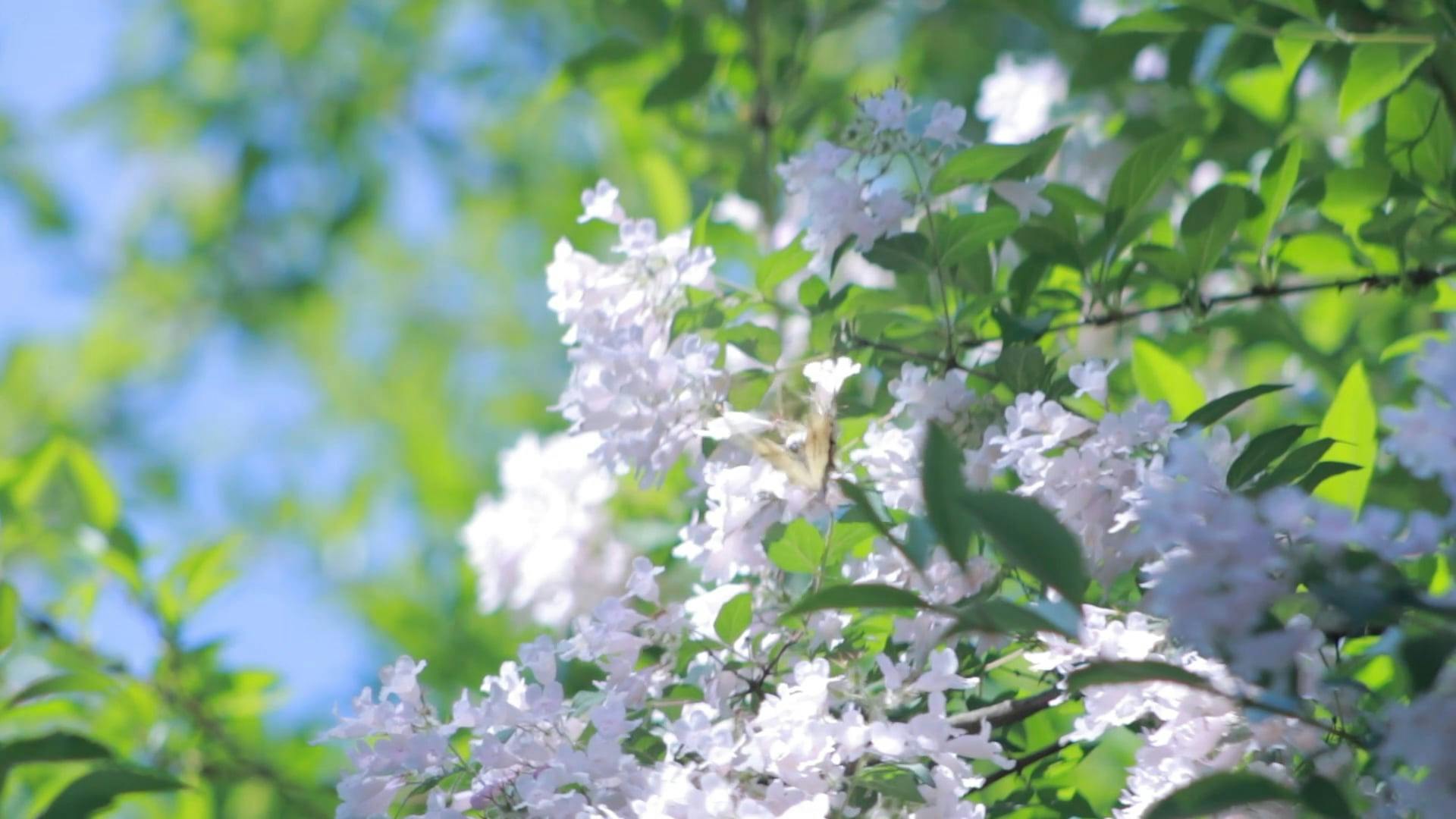 White Bokeh Videos, Download The BEST Free 4k Stock Video Footage ...