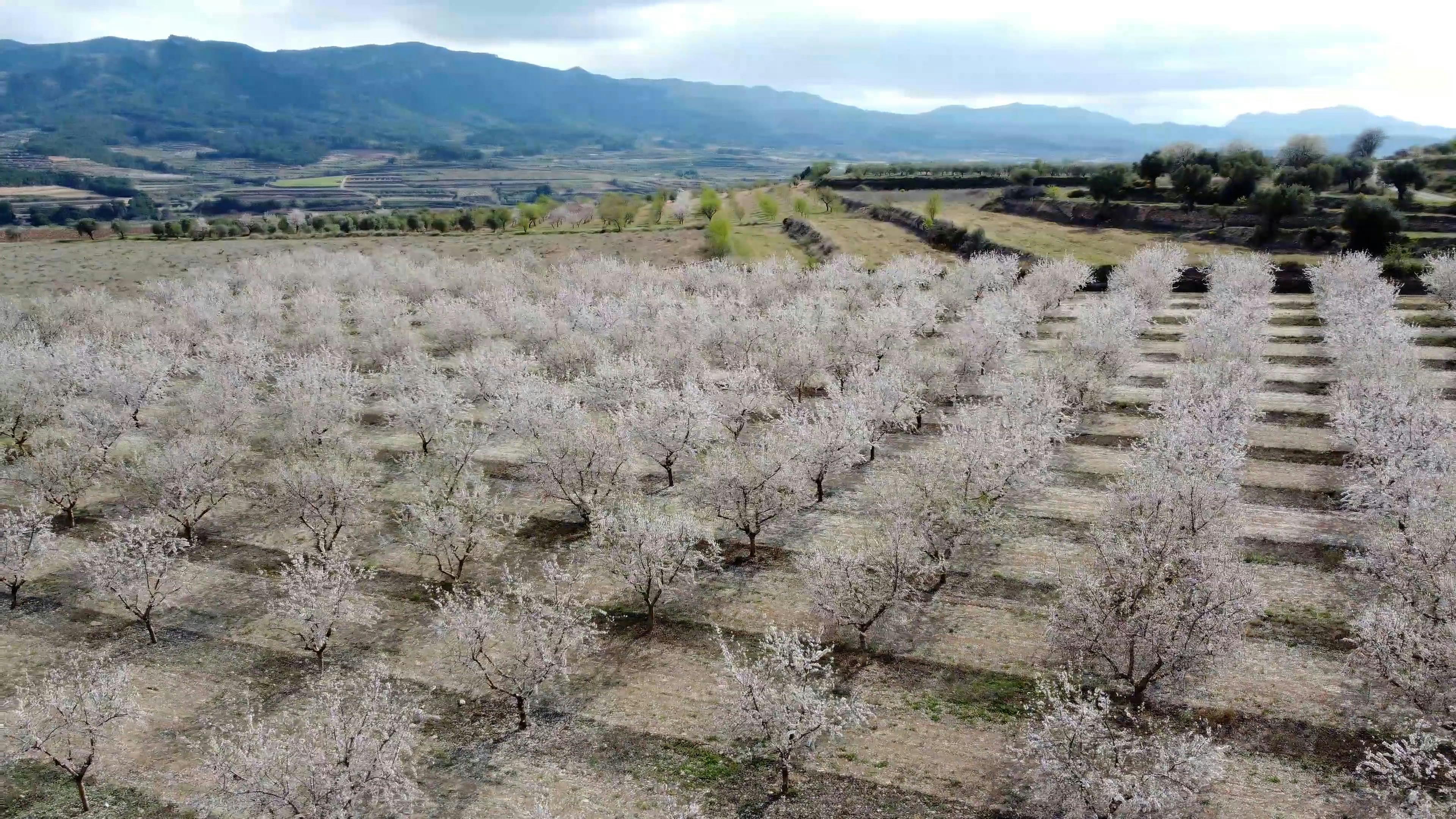 Drone Footage Of Almond Tree Plantation Field · Free Stock Video