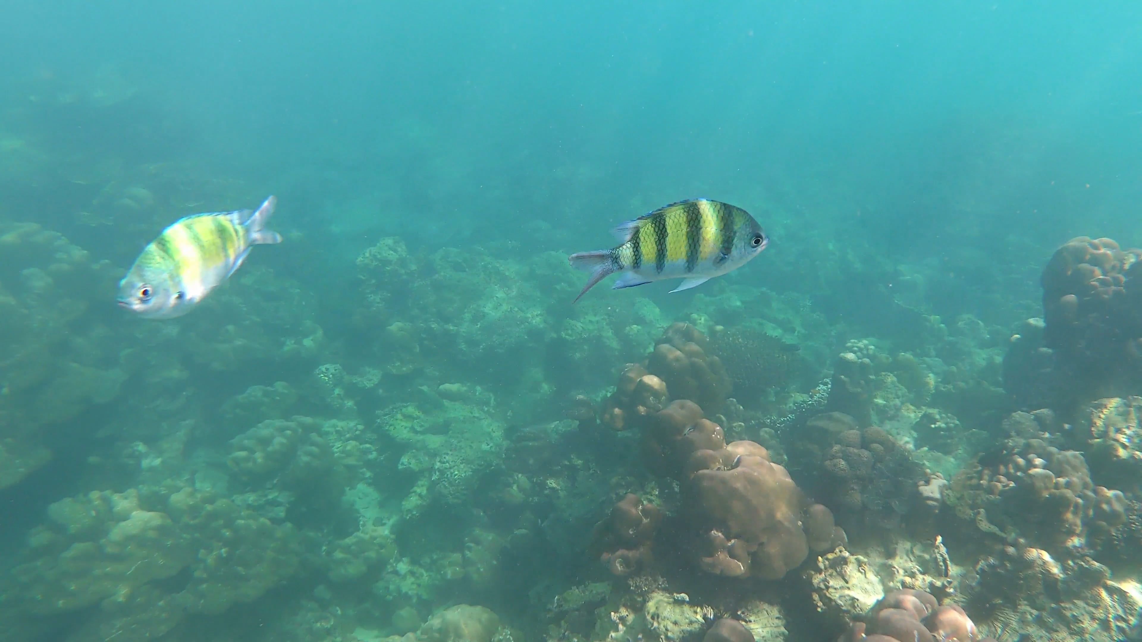 Underwater Footage of Colorful Fish Swimming in a Coral Reef Free Stock ...