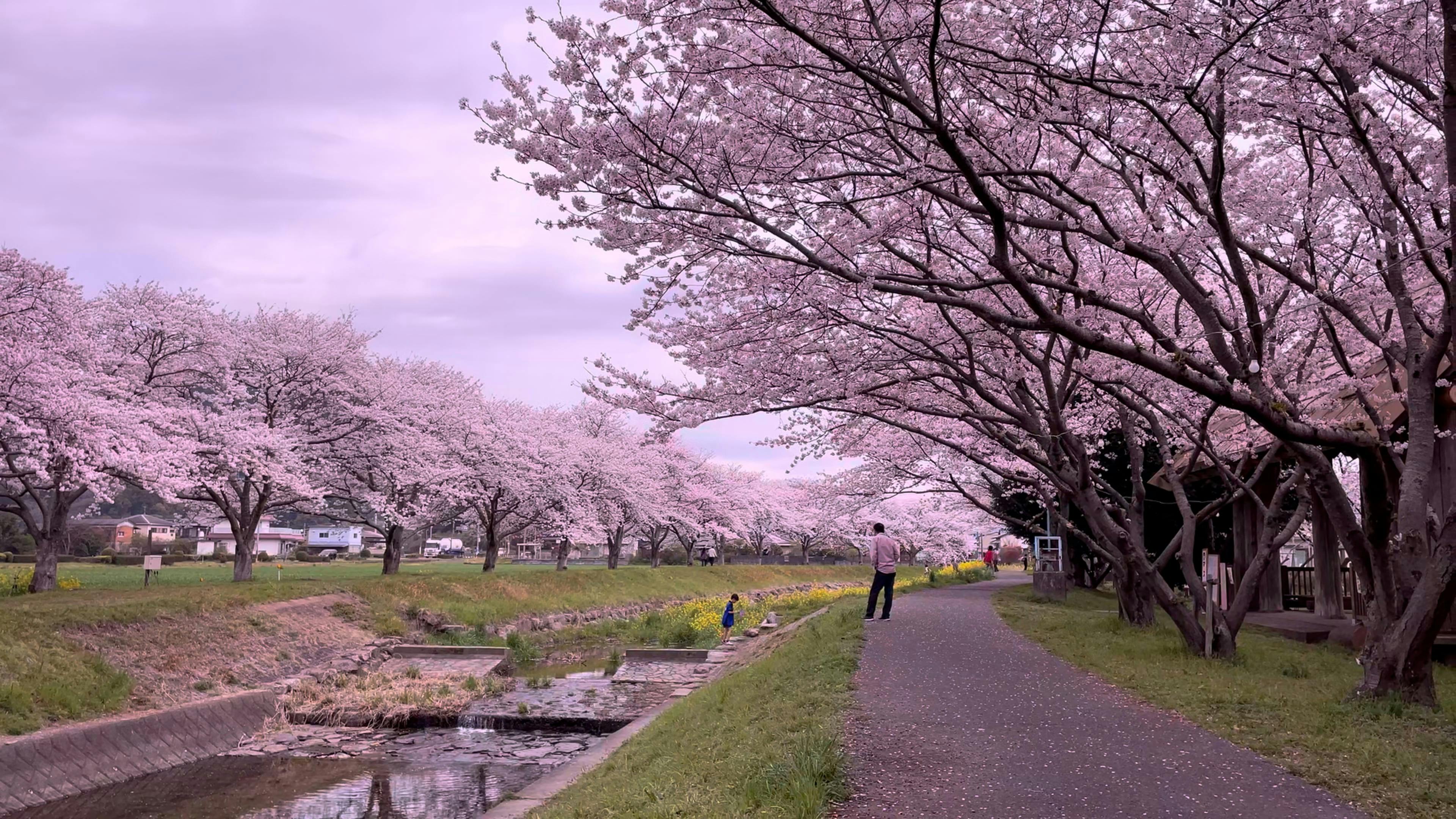 Spring In Cities Videos, Download The BEST Free 4k Stock Video Footage ...