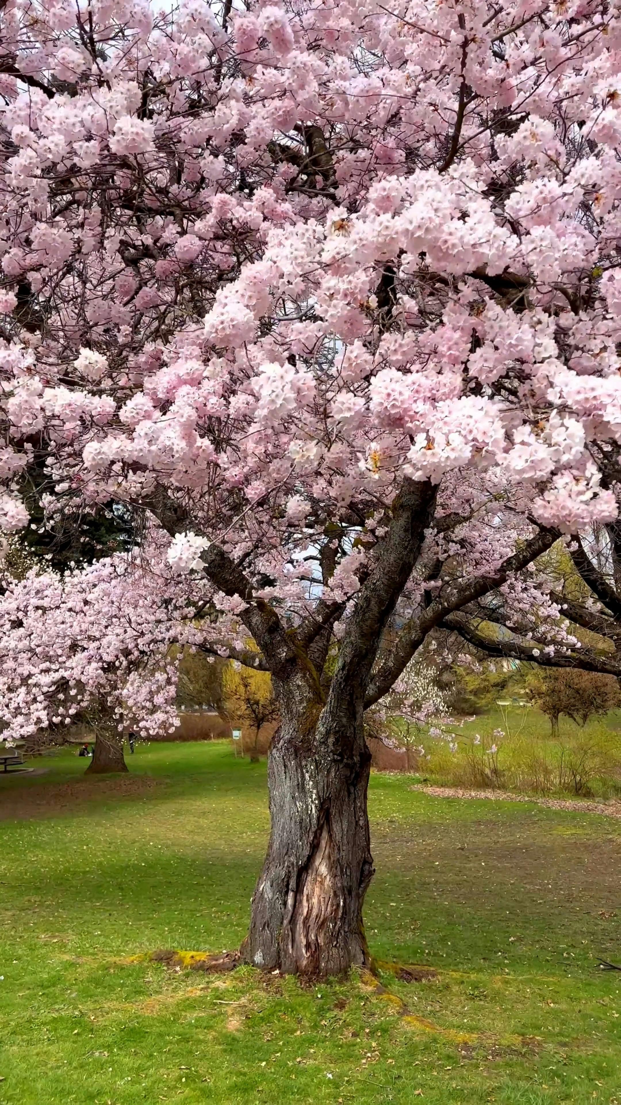 βίντεο Bird In Cherry Blossom Tree · Δωρεάν στοκ βίντεο
