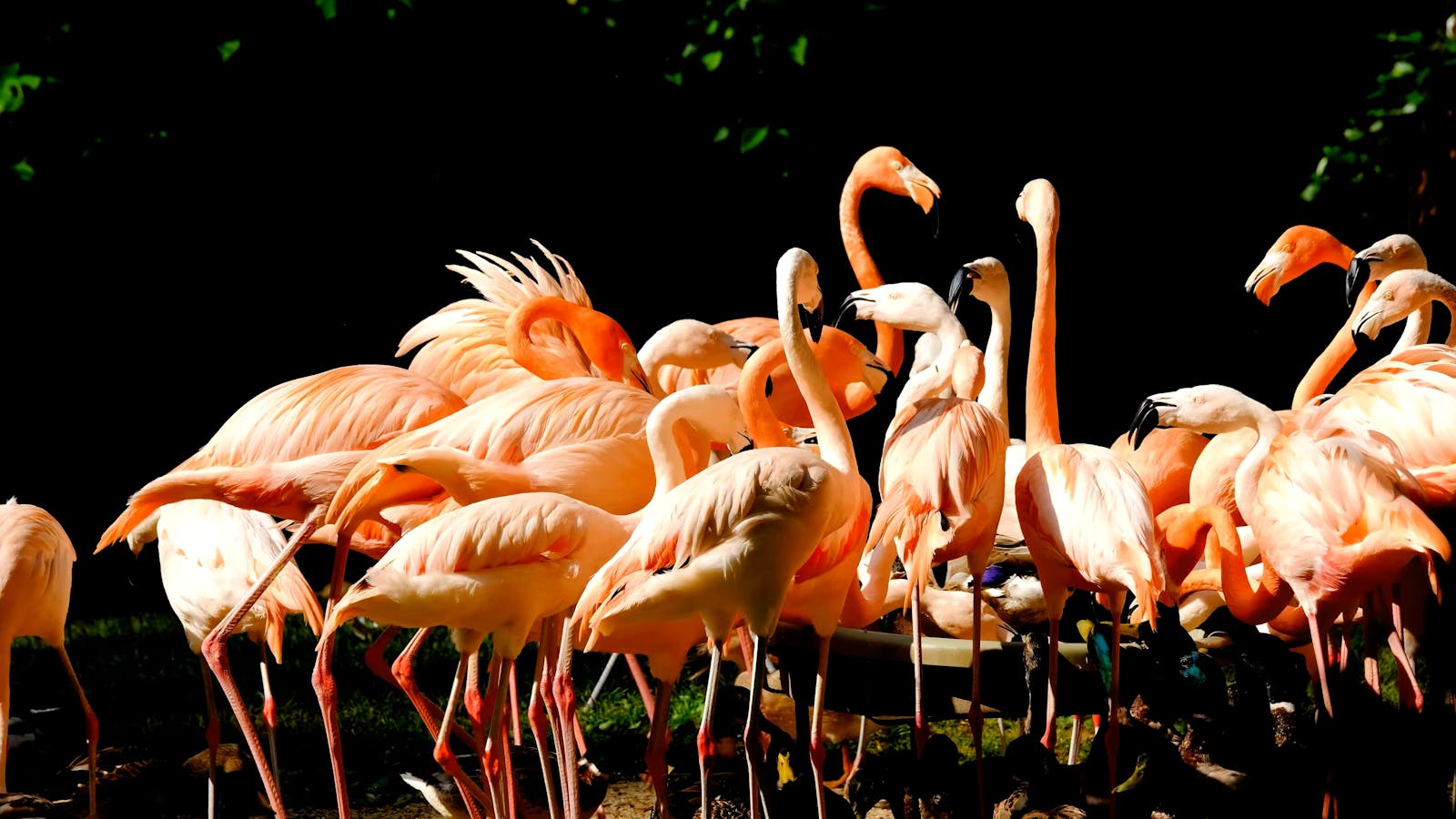 Flamingo Videos, Download The BEST Free 4k Stock Video Footage ...